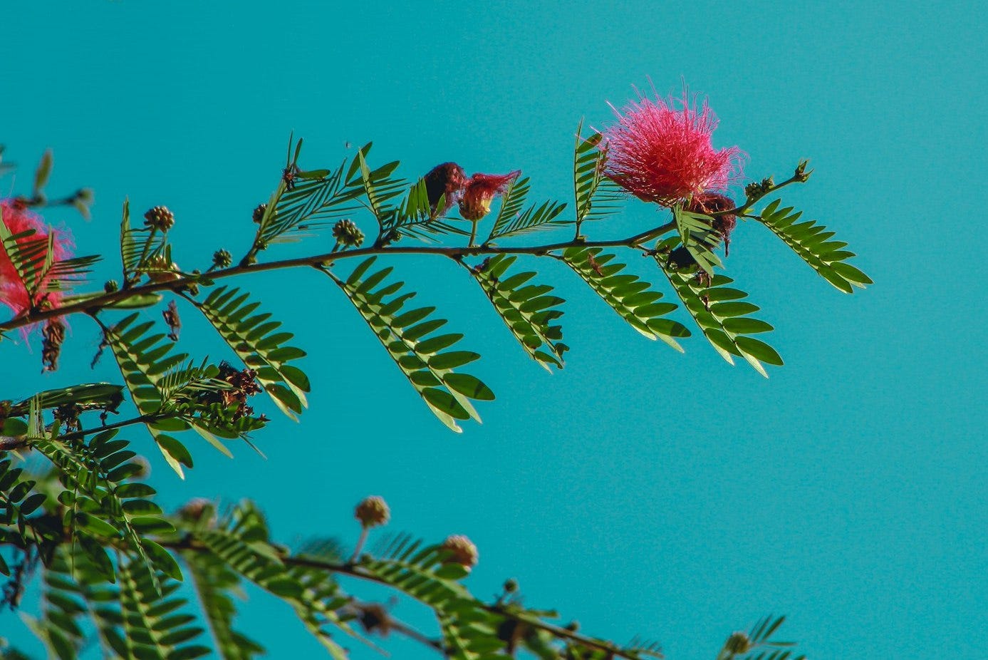 Mimosa Pudica Seed: The Tiny Seed with Mighty Health Benefits