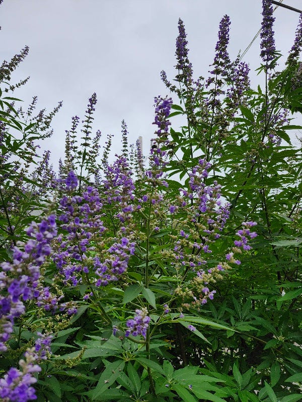 My recent trip - Part 2 - Janet Goh Again