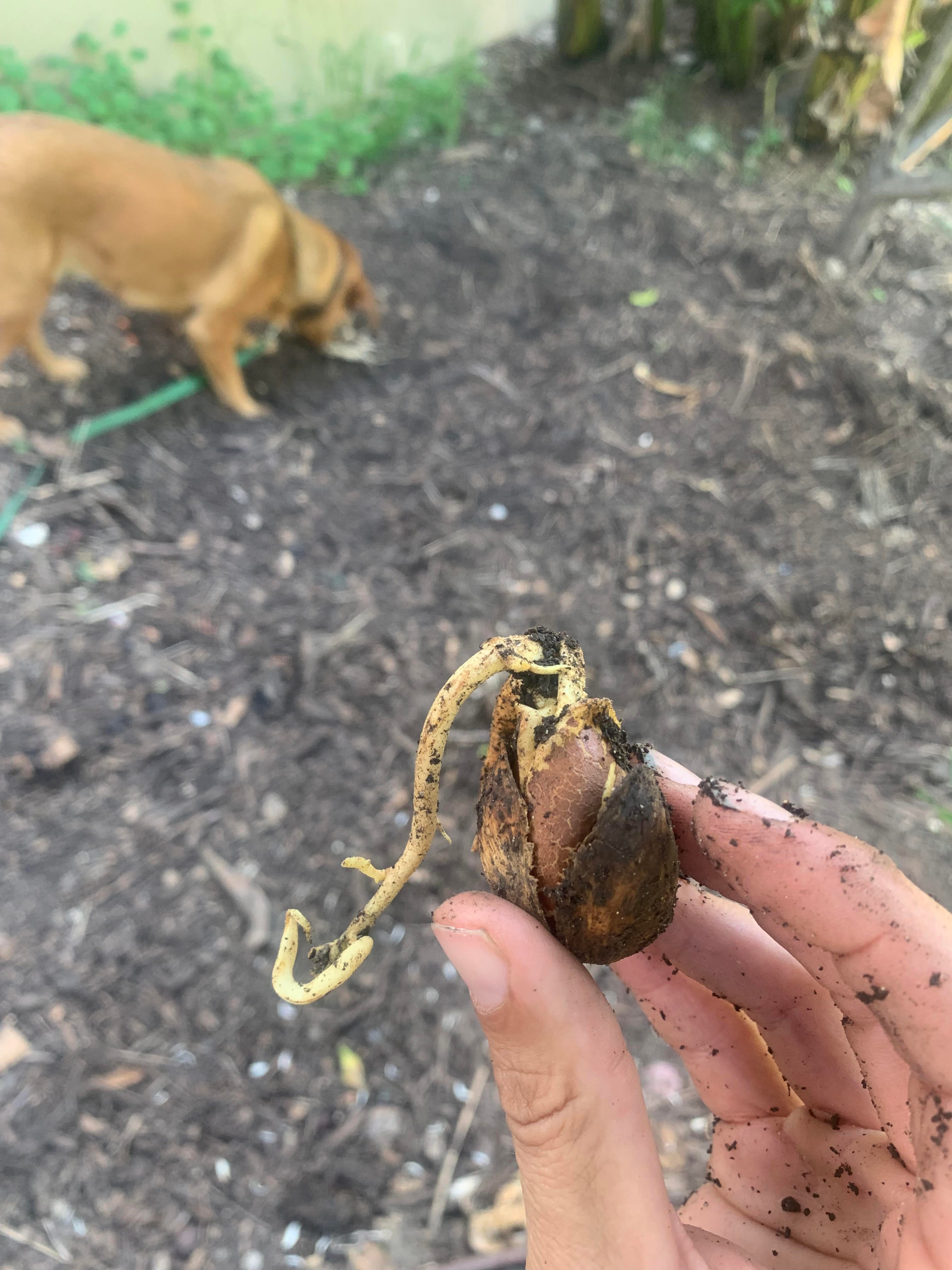 When compost goes wrong - by cass marketos - The Rot