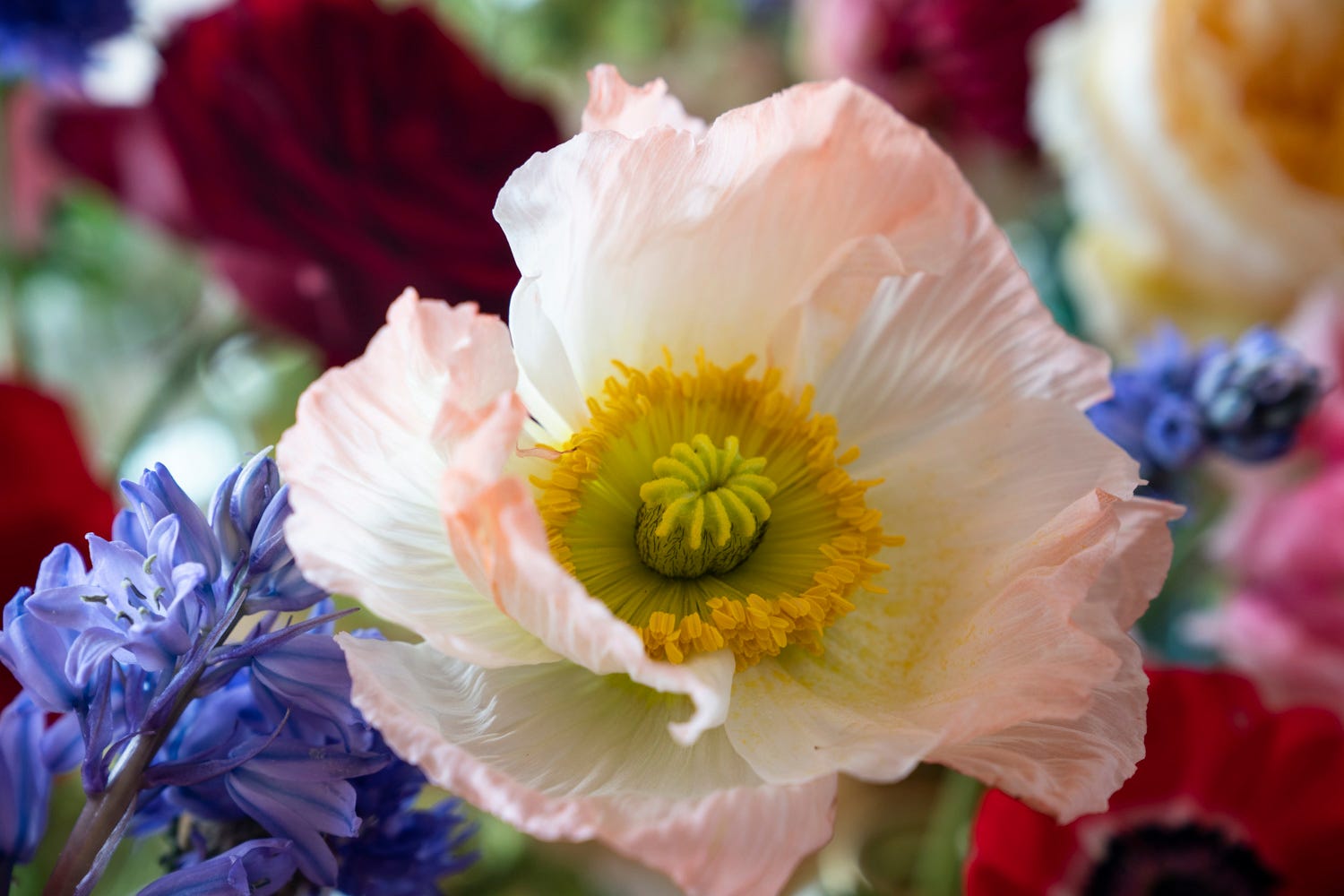 Appassionata Loves Flowers | Substack