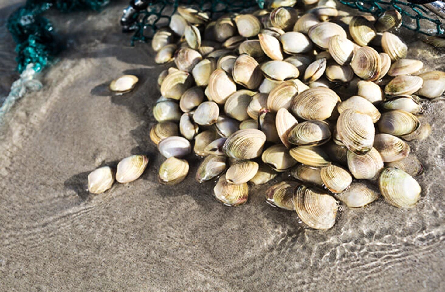 VONGOLE - IT'S ITALIAN FOR DINNER. - Jill Dupleix Eats