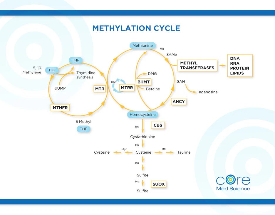 Creatine and mental health part one.
