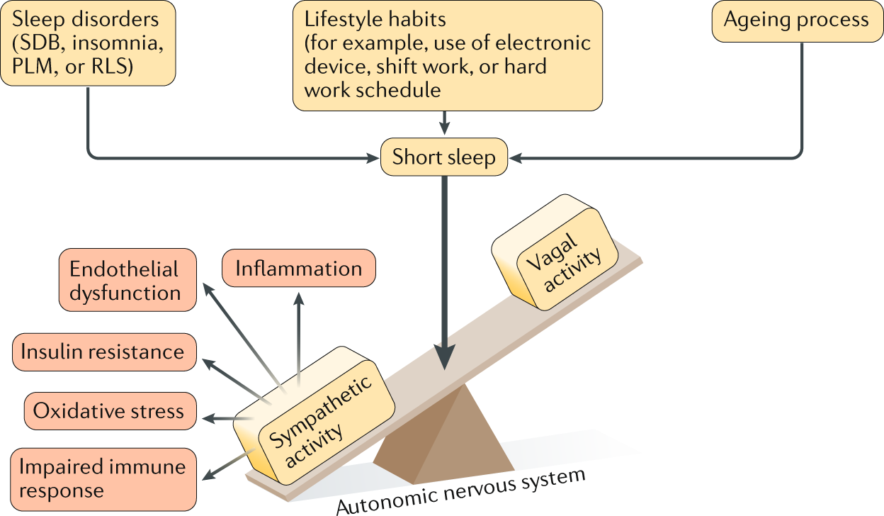 The Ultimate Guide to Sleep and Cardiovascular Health