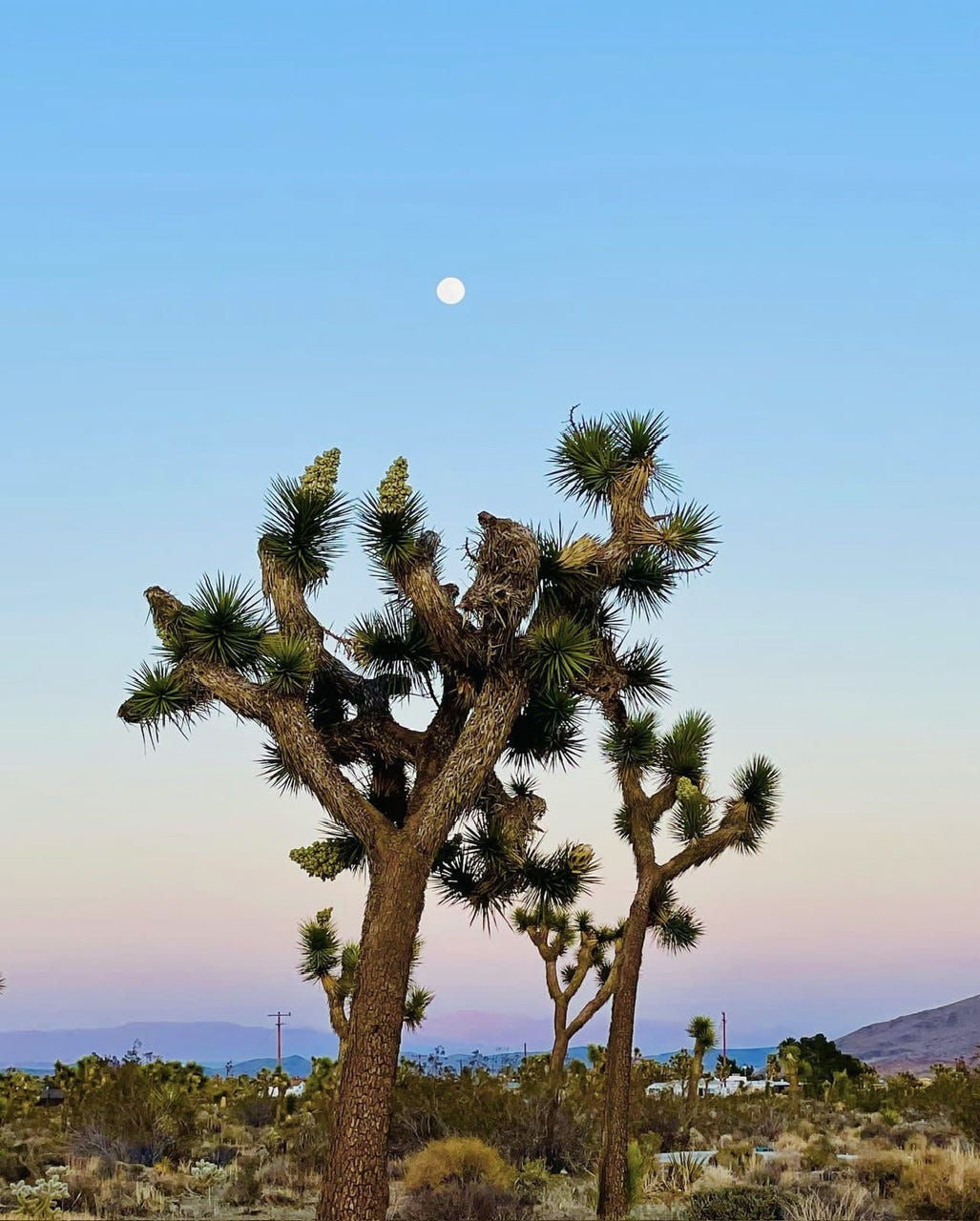 Wander: Joshua Tree, California - by Wanda Weller