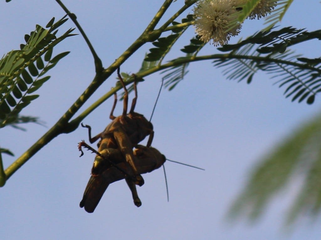 Novelty dalam sudut pandang Ghazalian