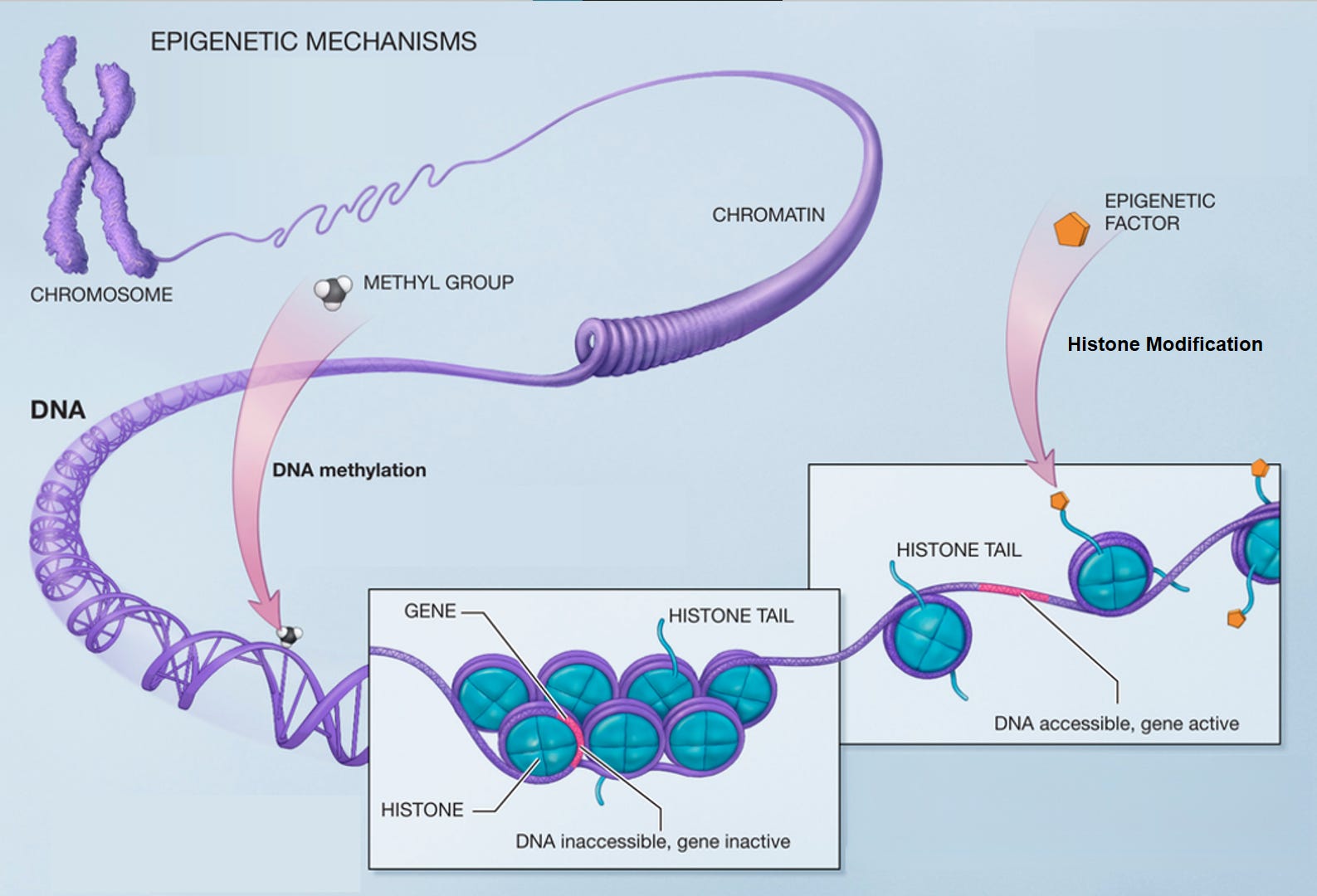 Exploring The Dynamic World of Epigenetics: The Science of Gene ...