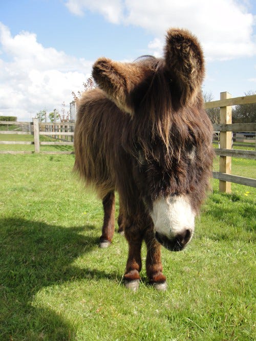 Blind Donkeys are Awesome! - by Angela Harlow