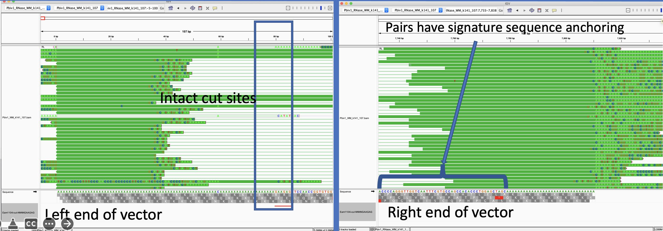 Failure of the linearization reaction in the Pfizer bivalent vaccine manufacturing process