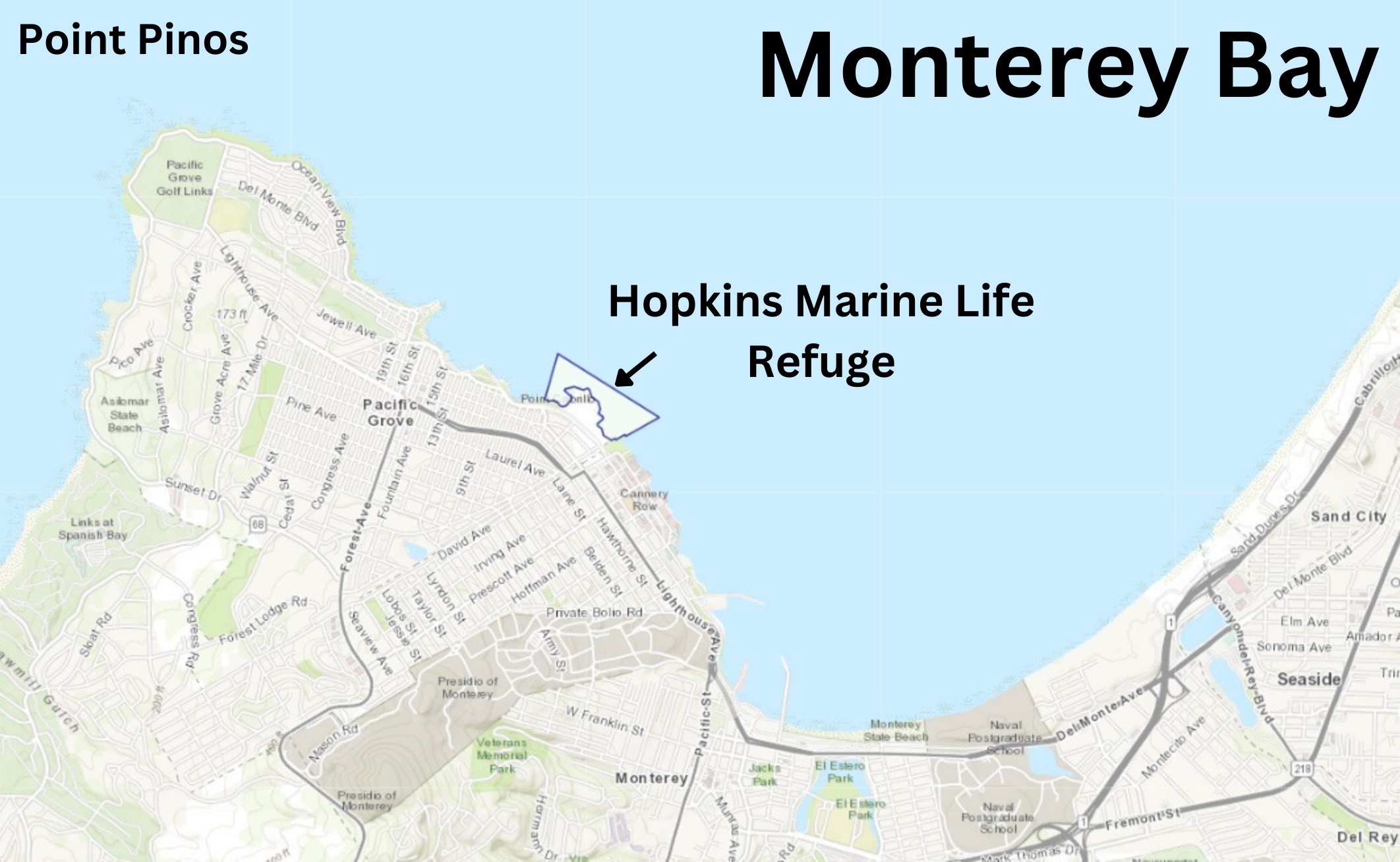 How one woman and a tiny ocean refuge helped sea otters escape extinction