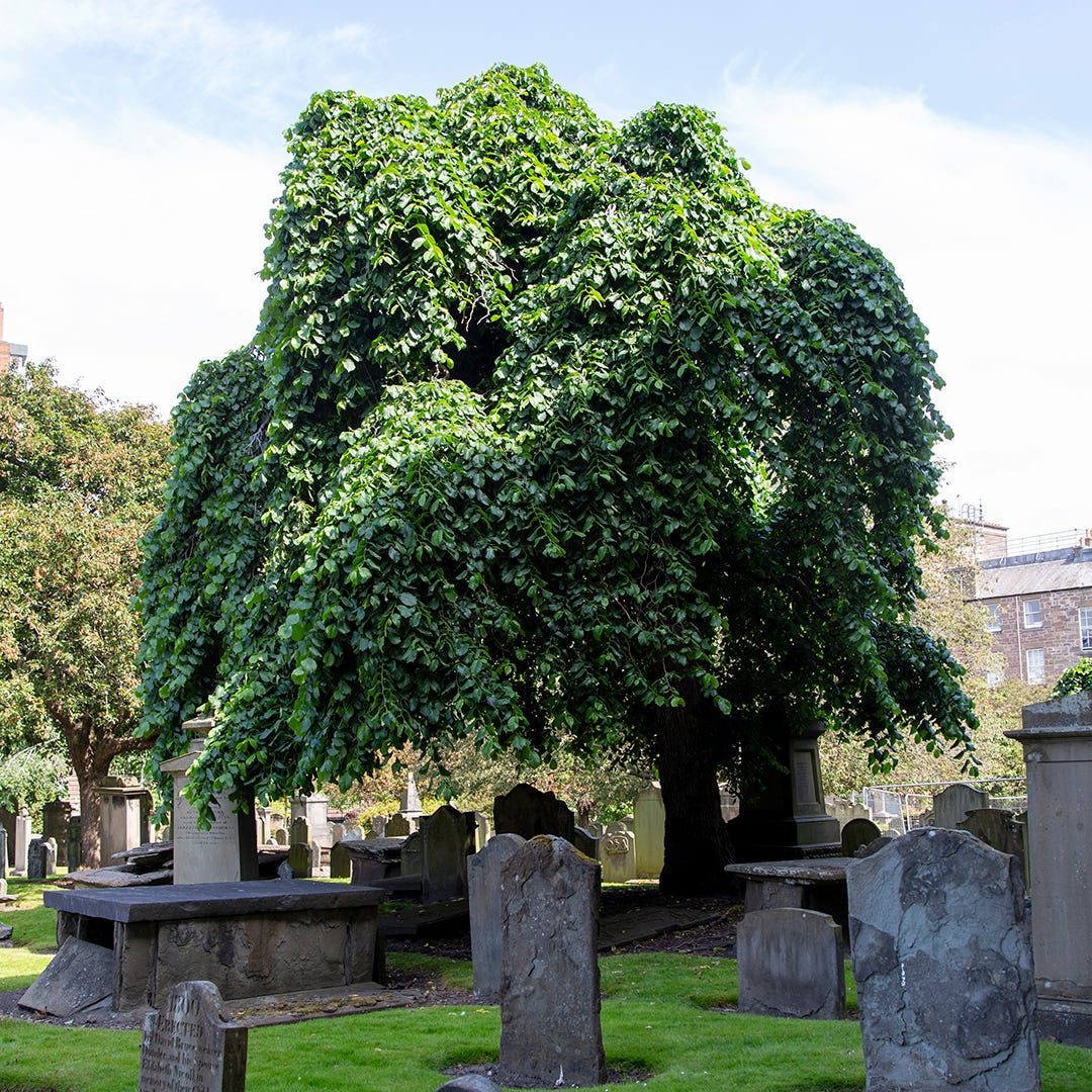 37. Howff Elm - by Paul Wood - The Street Tree