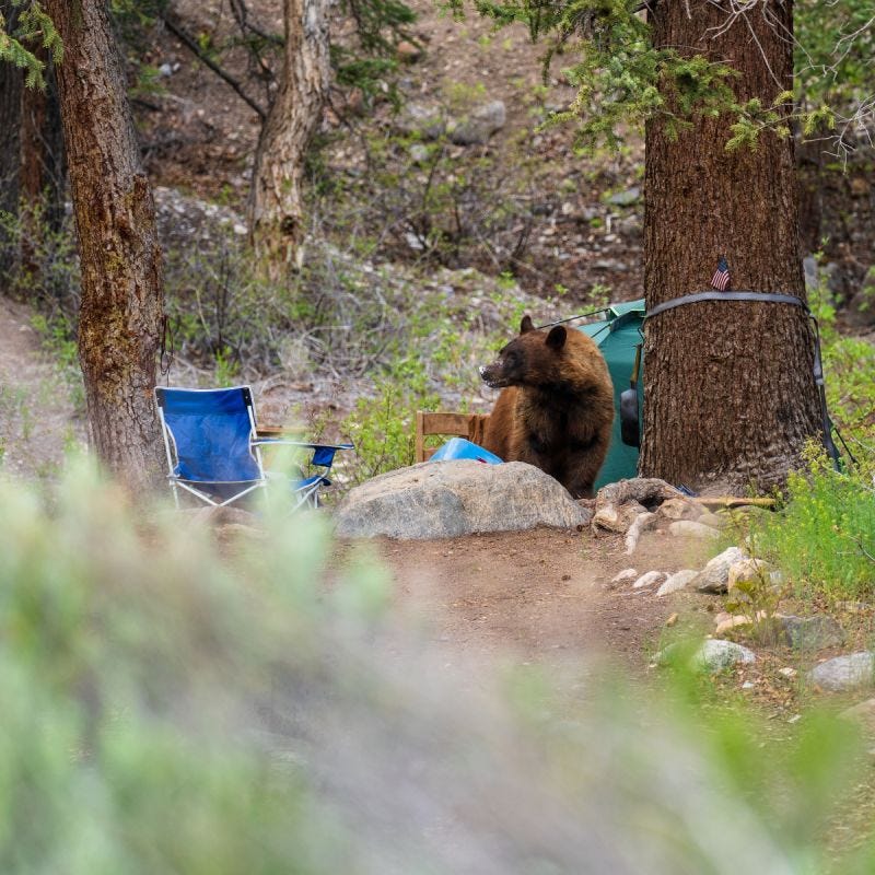 Start right before you get eaten by the bear