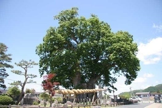 The Hunt for the World's Oldest Elm Tree - by Euan Bowditch