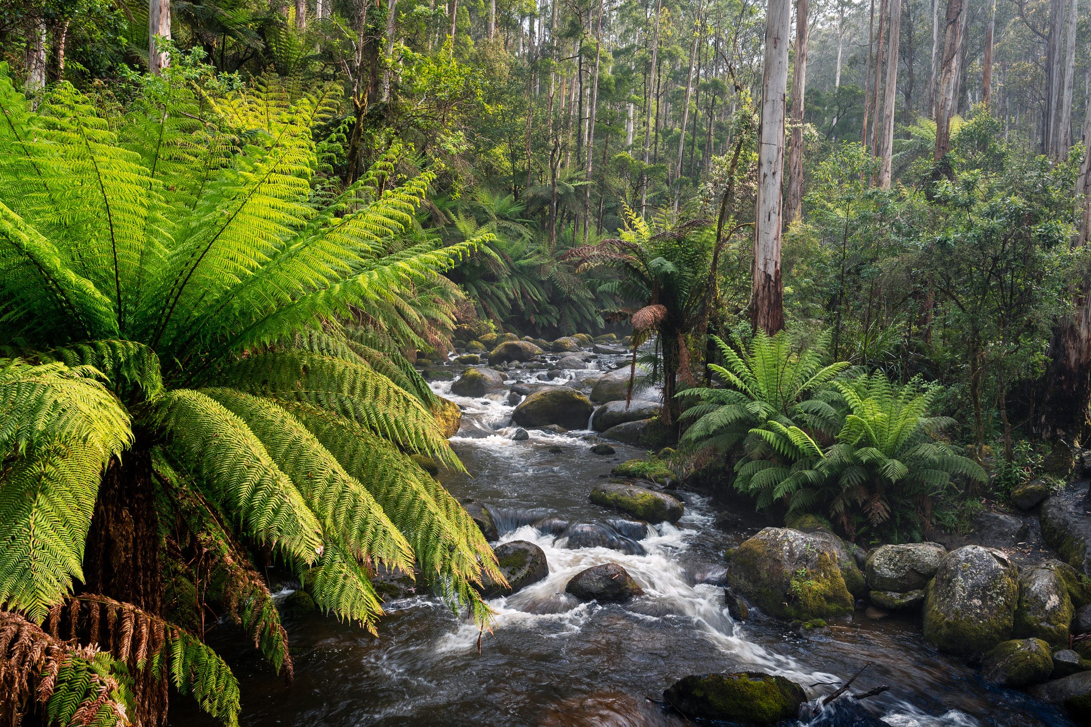 Chasing the light at Toorongo Falls - by James Hider