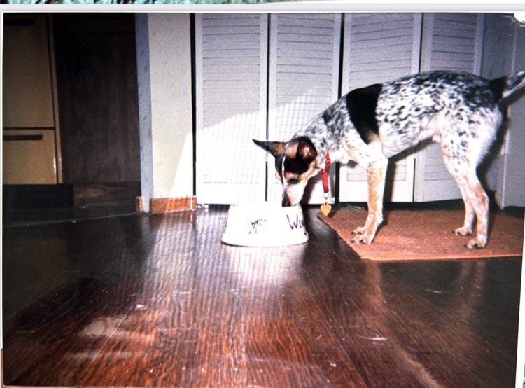 About a Dog - by Jennifer Weiner - The Inevitable Substack