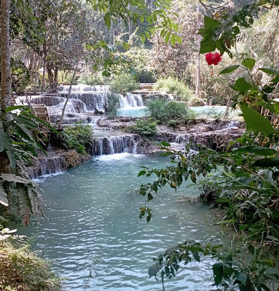 The lush rainforests of Laos - Laurel Goss EnRoot
