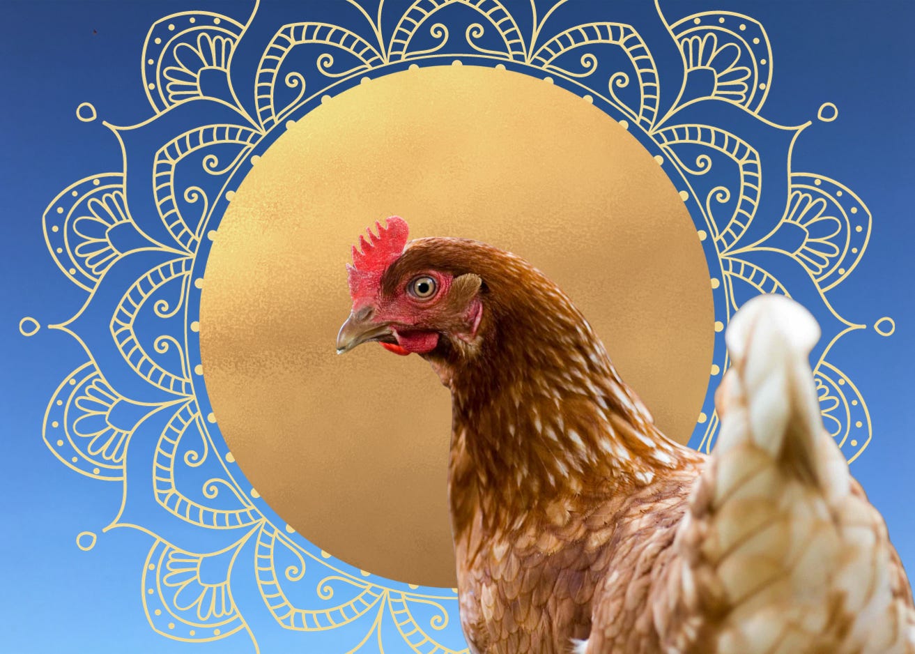 Chicken - by Wietske Merison - Gift from the Heavens