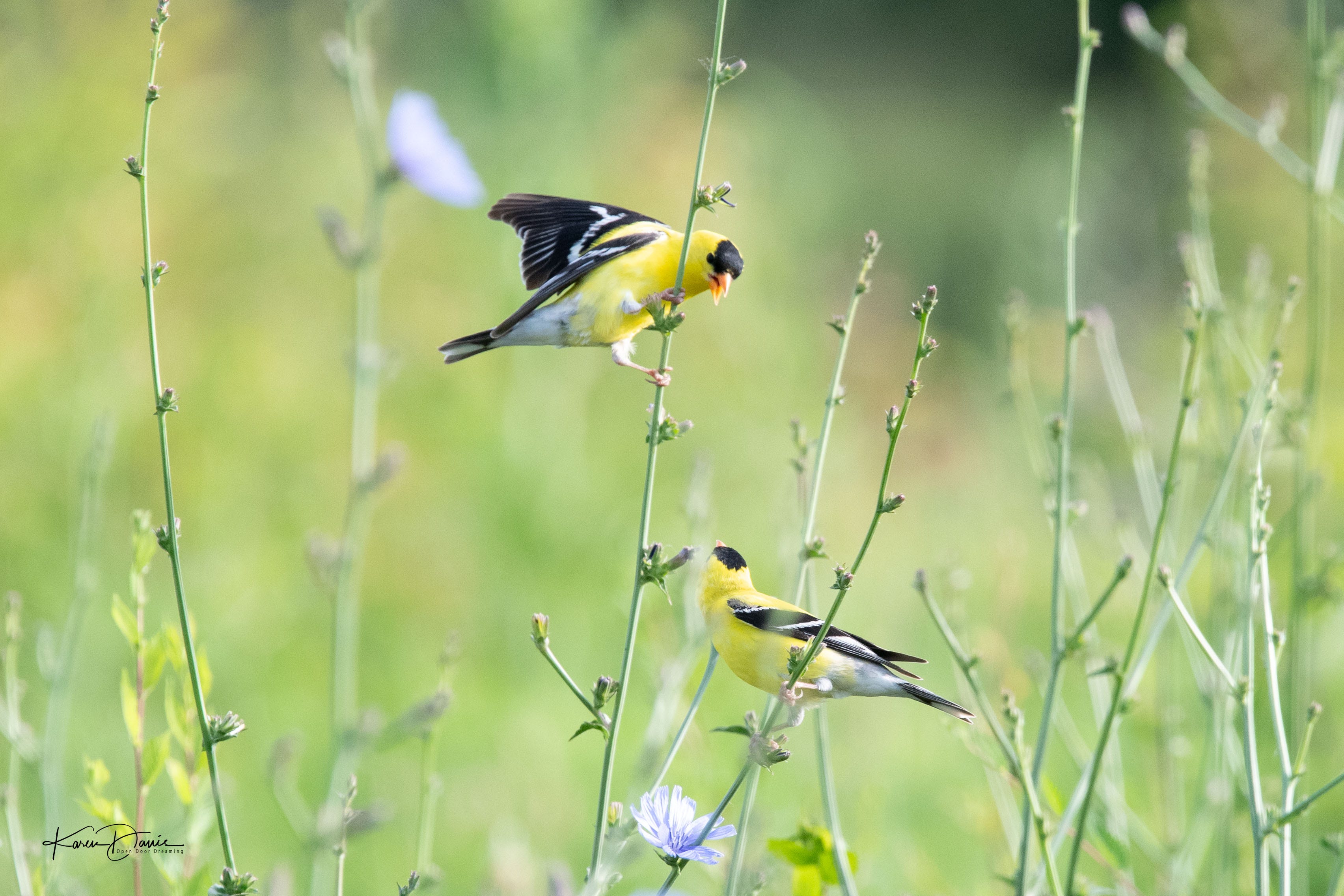 Lead With Your Heart - by Karen Davis