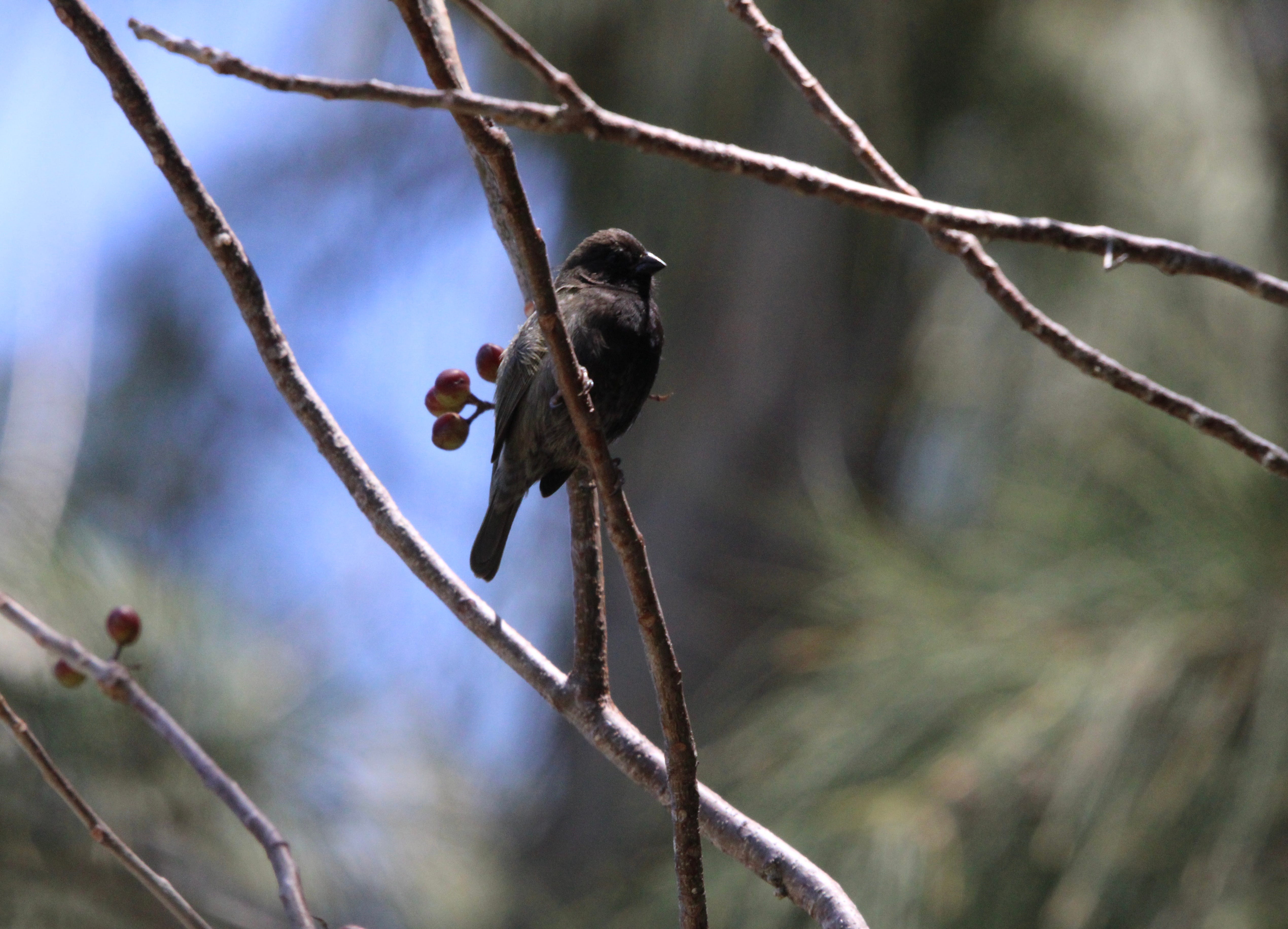 The beautiful birds of Eleuthera - by Bob Dolgan