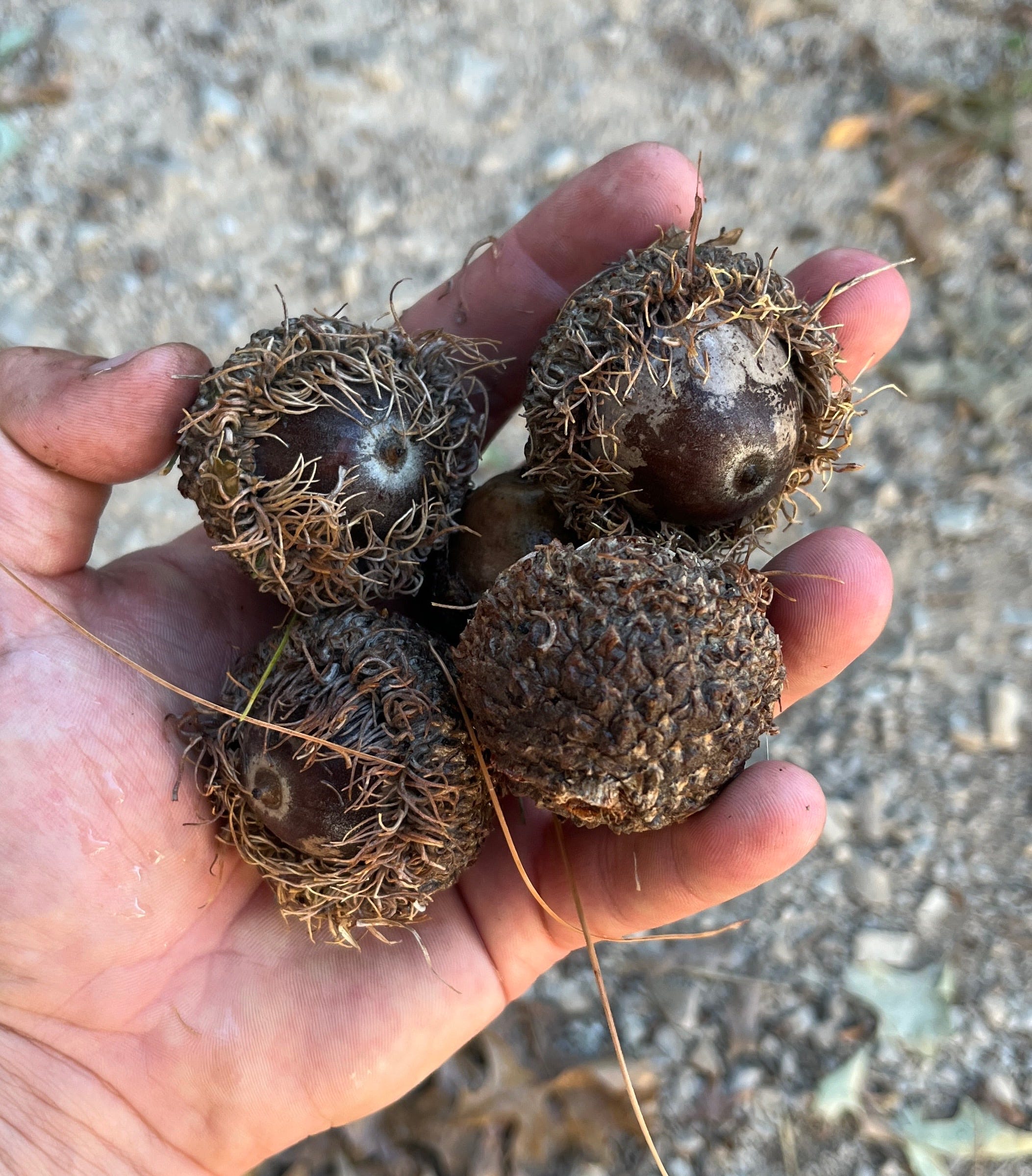 Building a Sustainable Nursery: - Backyard Berry Substack