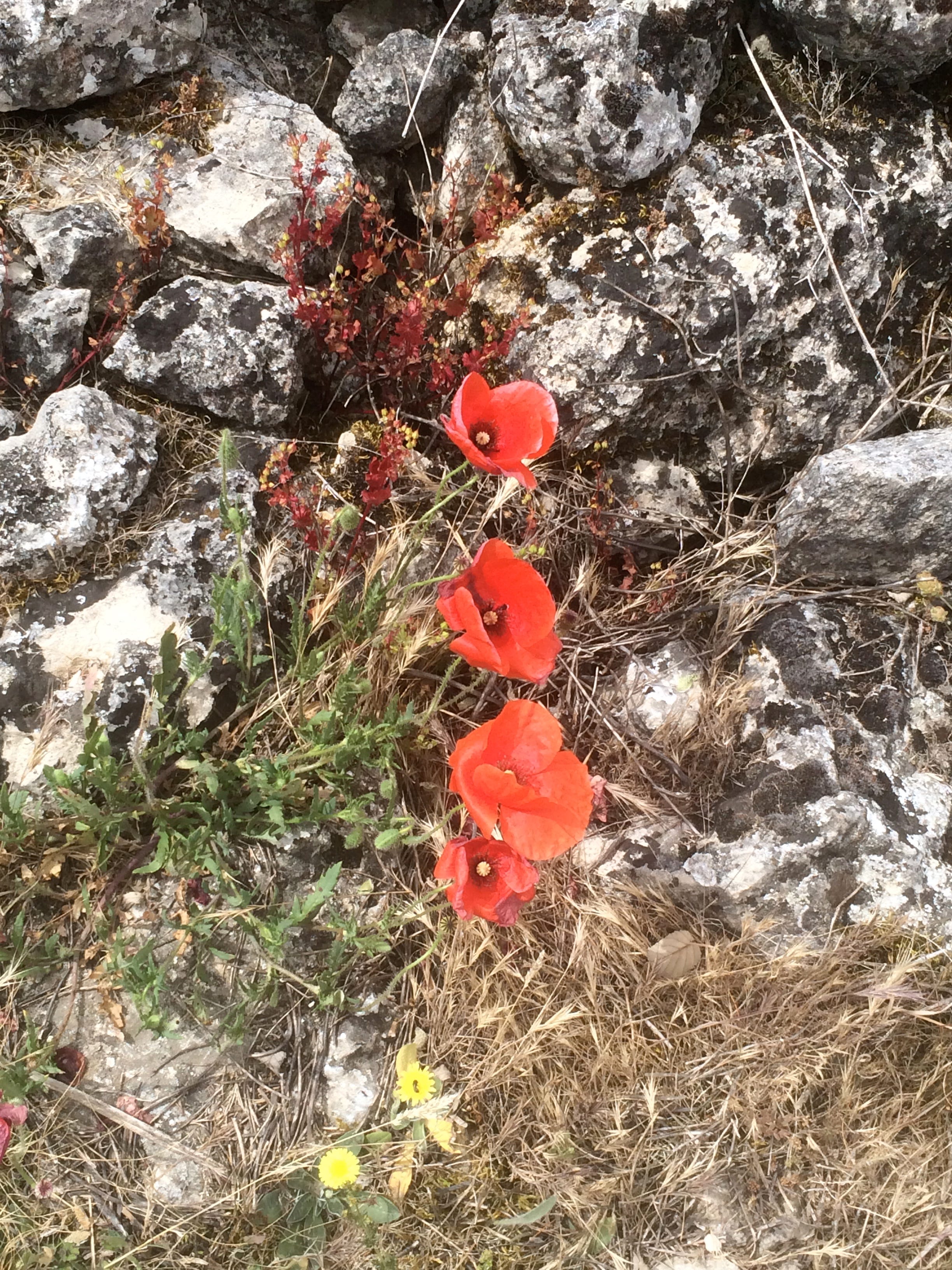 Go Slow for More Gratitude - by Gene Maynard