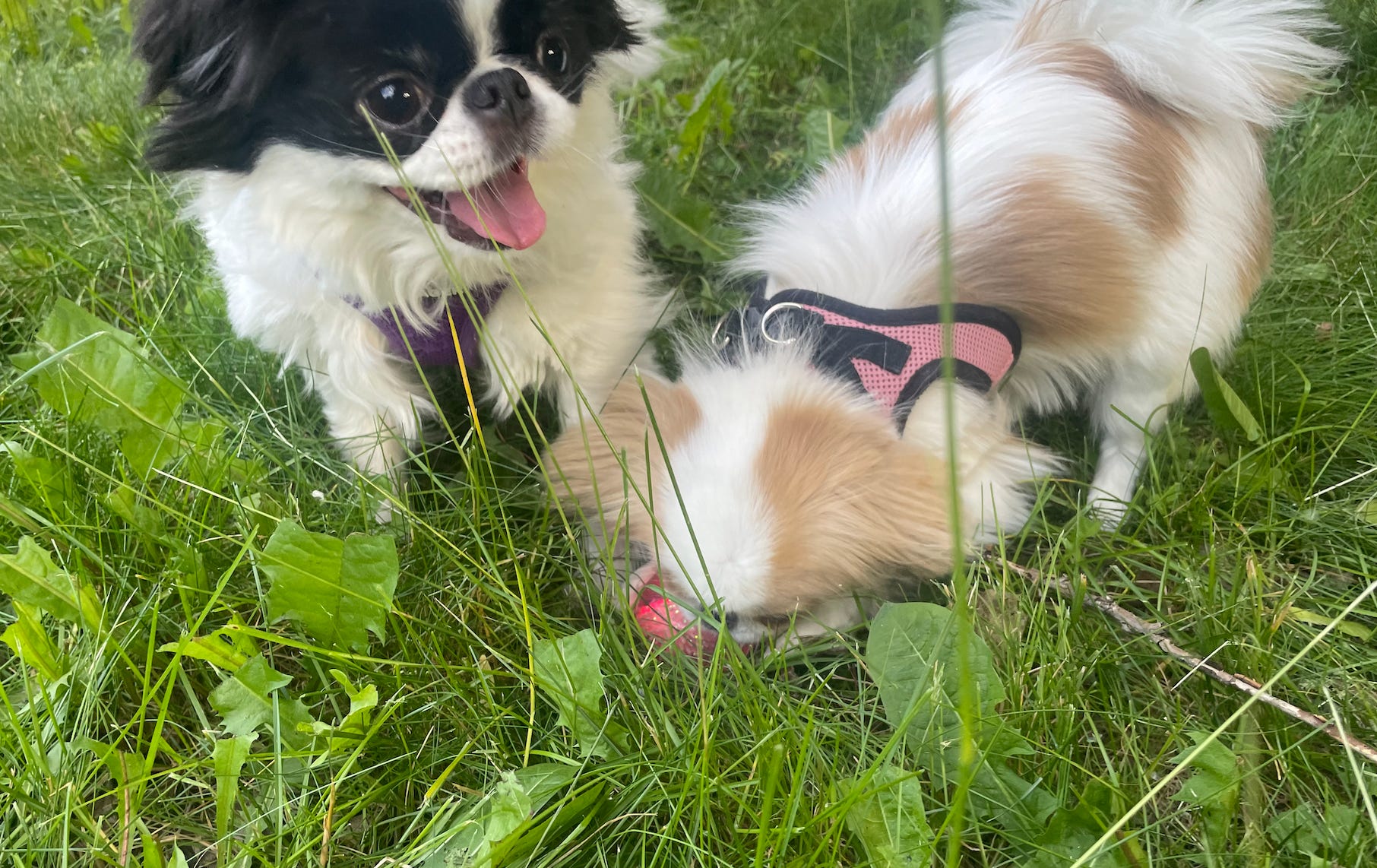 The Coward Soul of Bon-Bon The Dog Triumphs