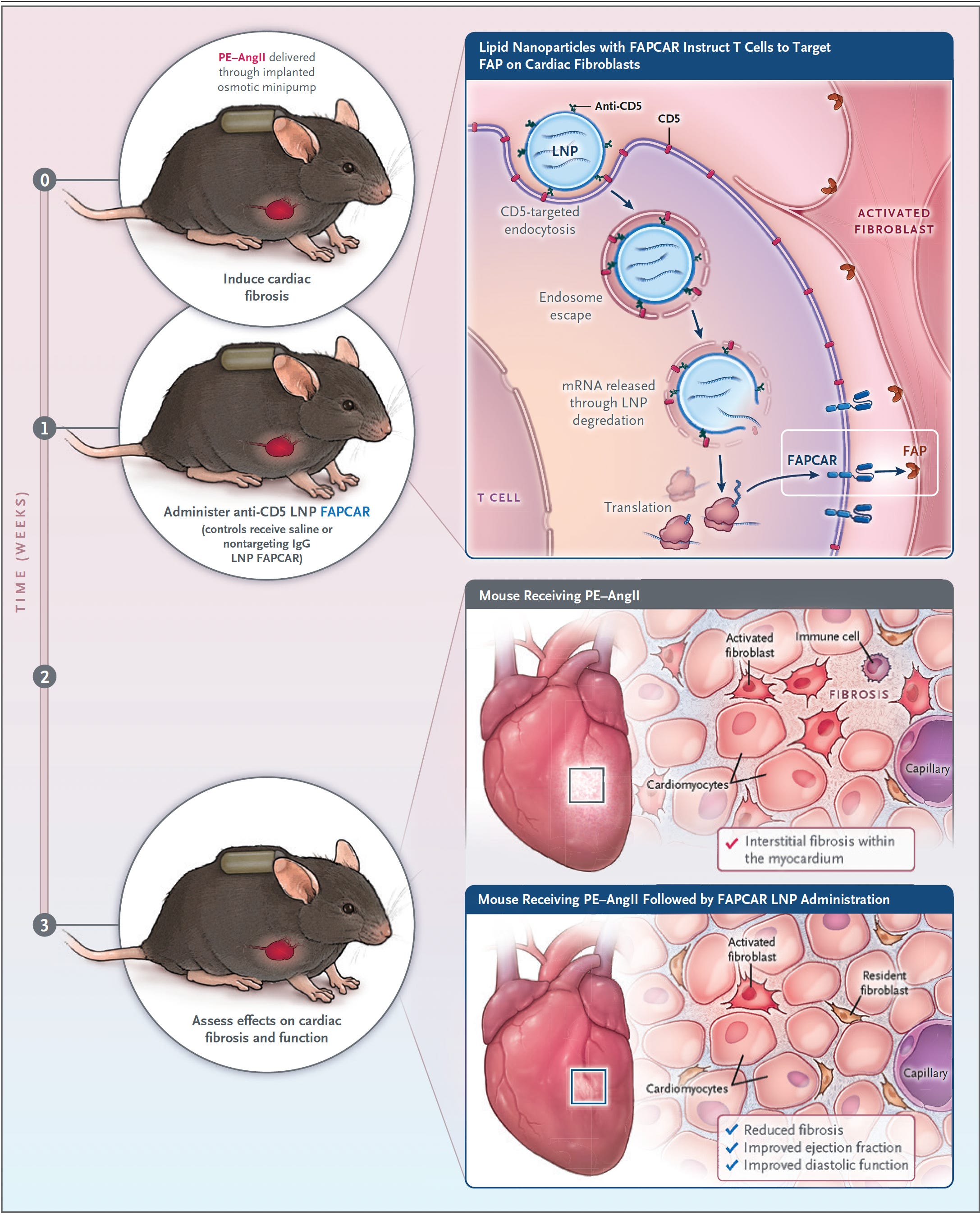 Engineering T cells - by Eric Topol - Ground Truths