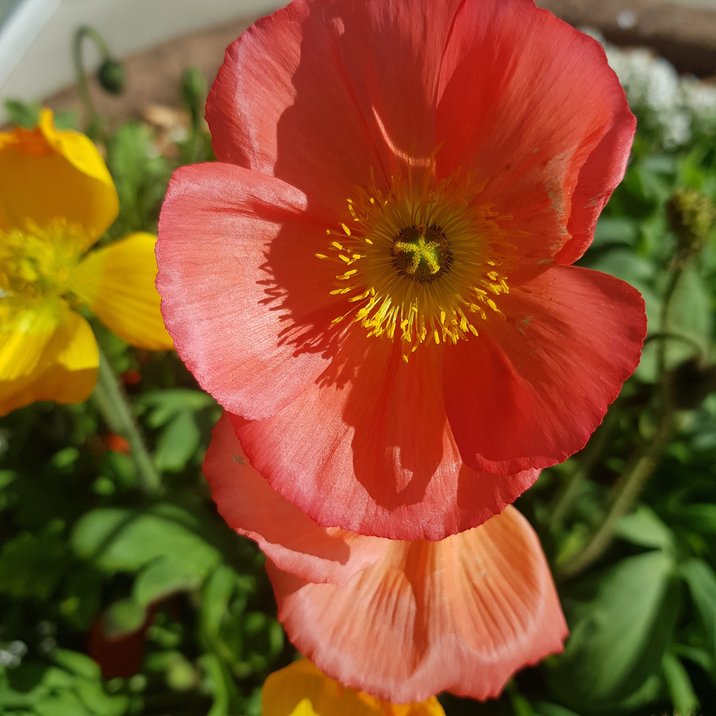What is Tall Poppy Syndrome? - by Lav'e Gallery