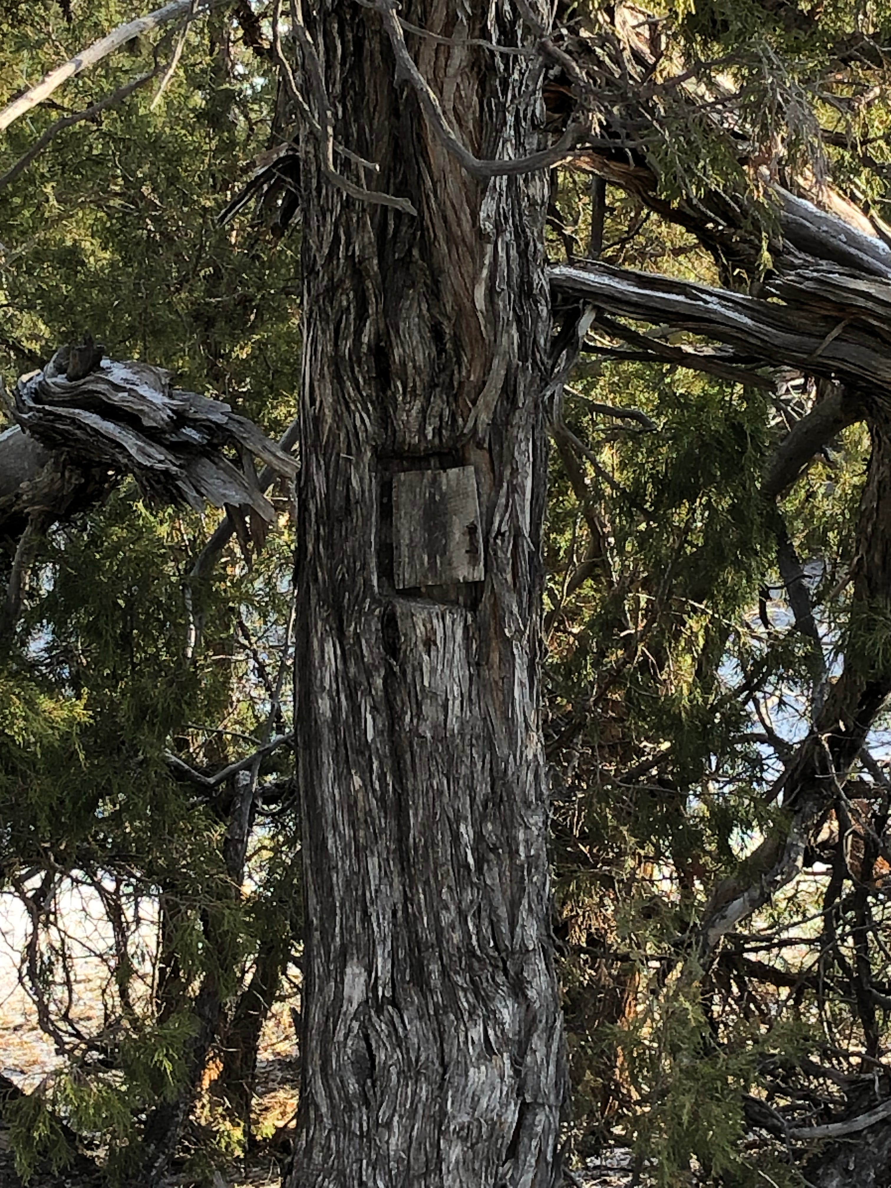 The Mystery of the Door in the Tree - Fat Turkey Farm
