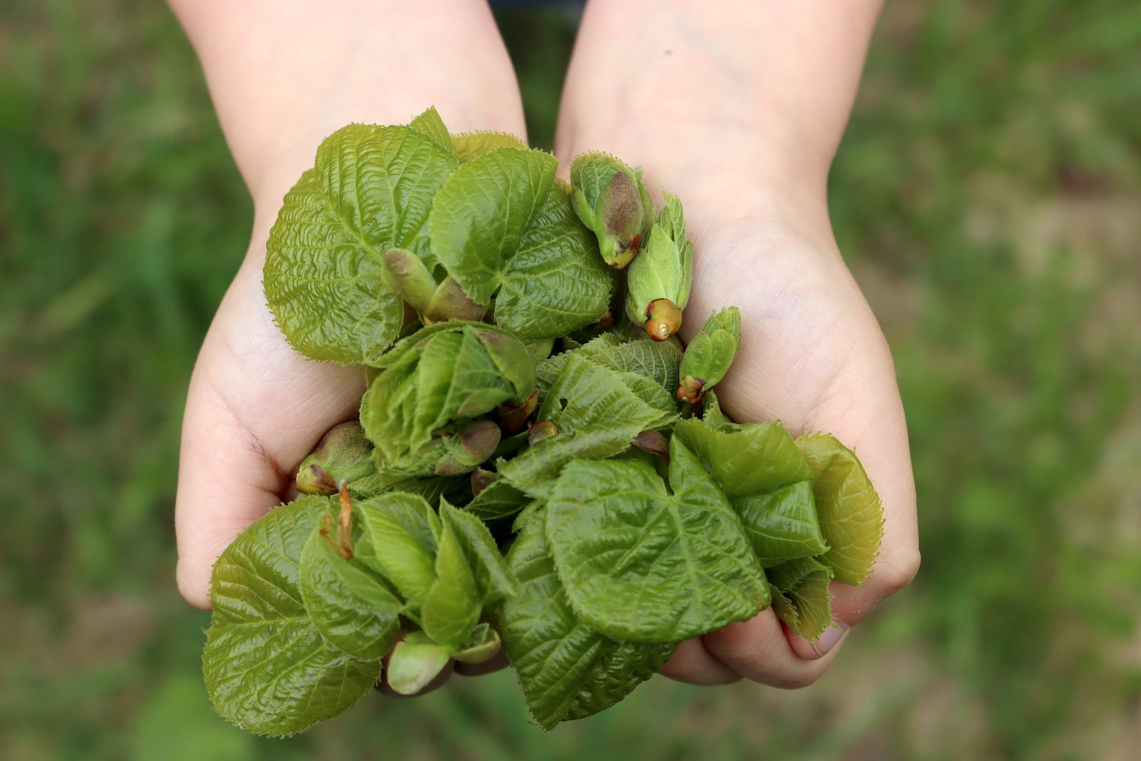Wild Edible Leaves - by Ashley Adamant