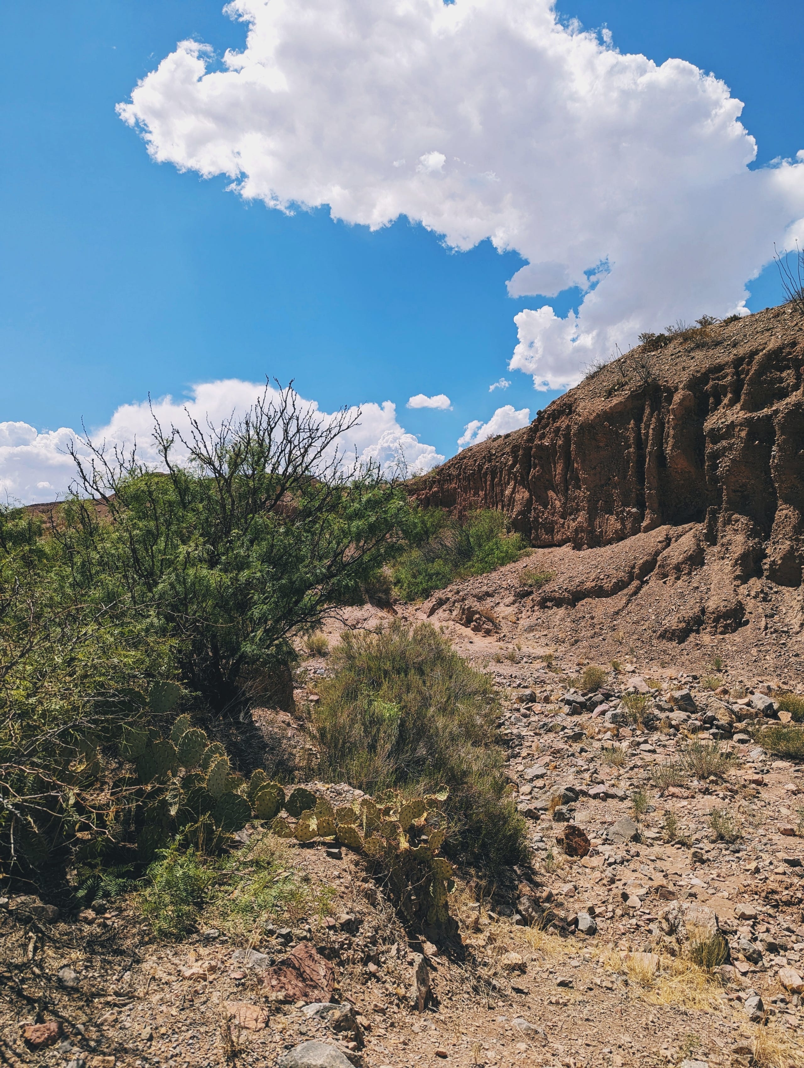 Dinosaur Country, Pt. 2 - by M. L. Rio - Discursions