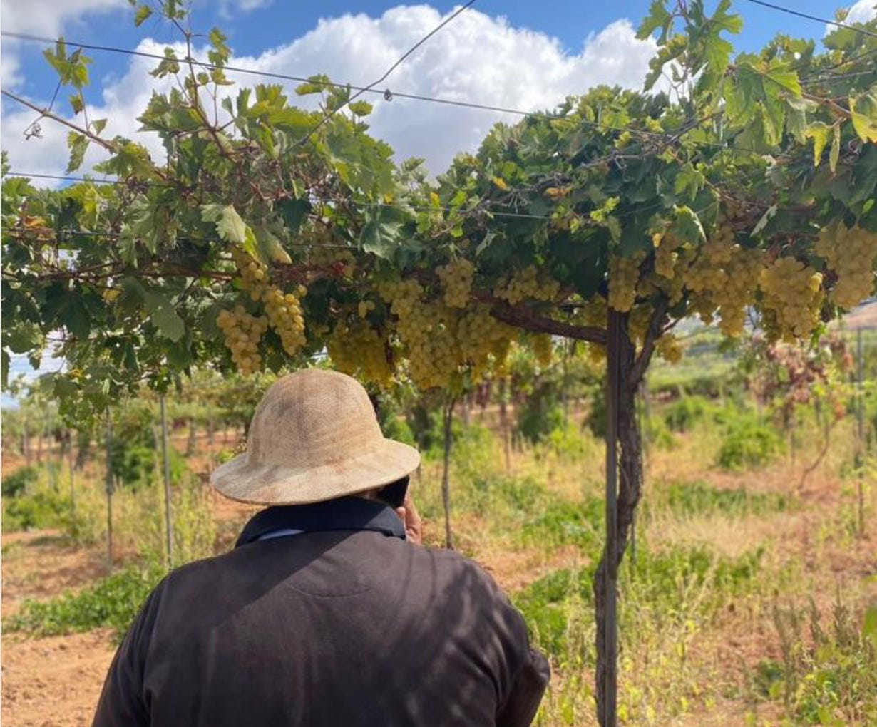 Which Lebanese Grapes are Truly Indigenous?