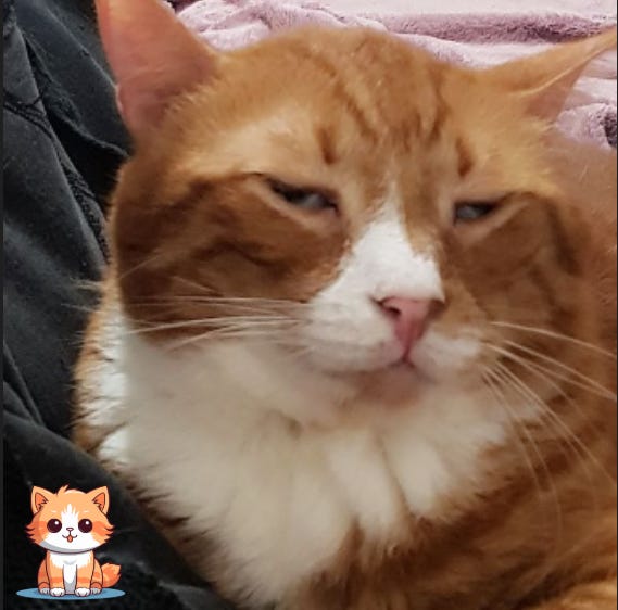 A moment of triumph PART 1 - Vixen’s Substack