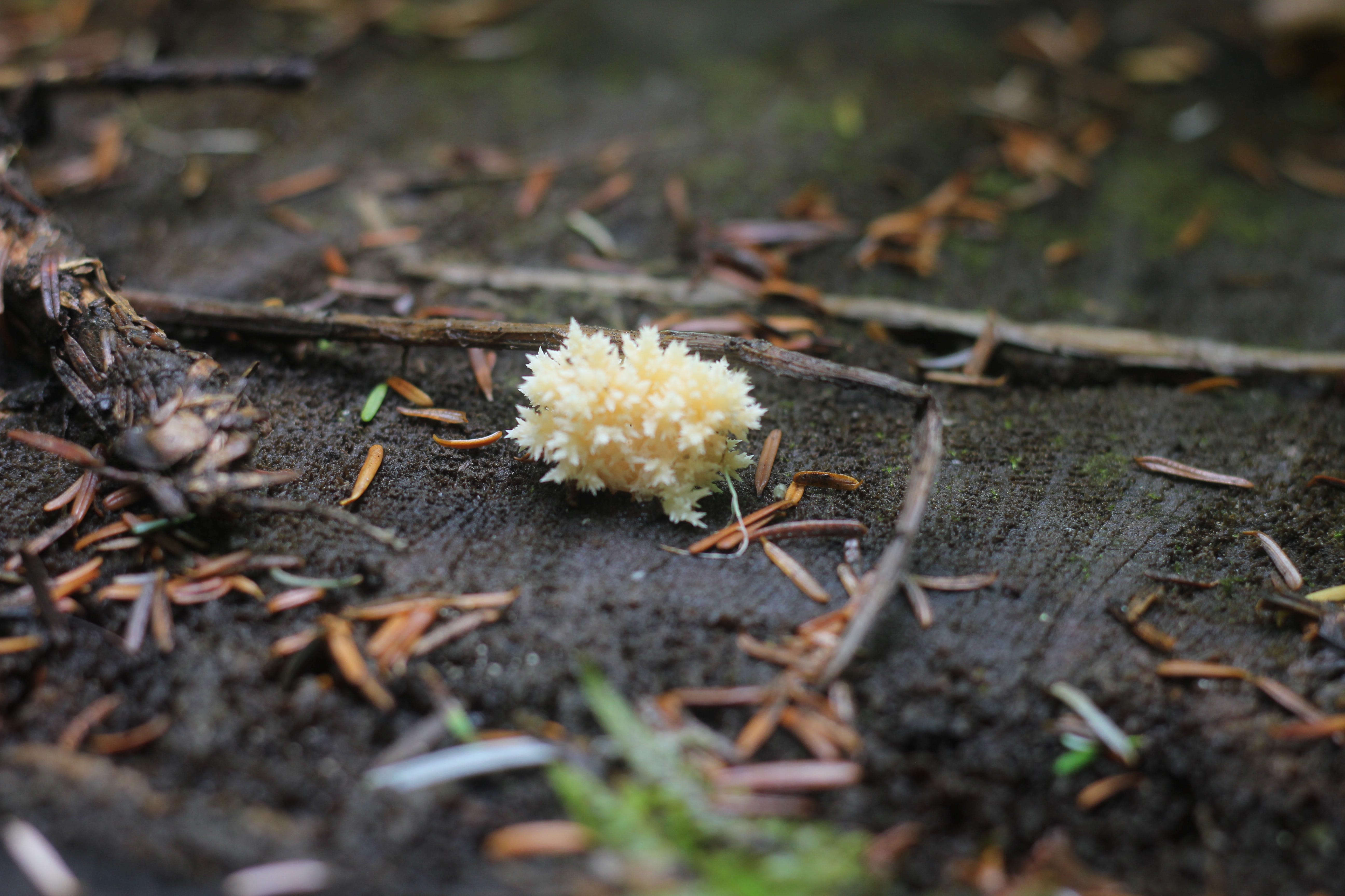 Come Home to Your Body - by Jeffree Morel