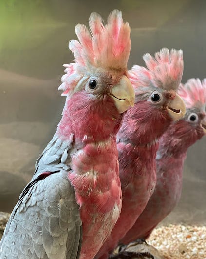 Cockatoo Facts - by Olivia - Browning's birds