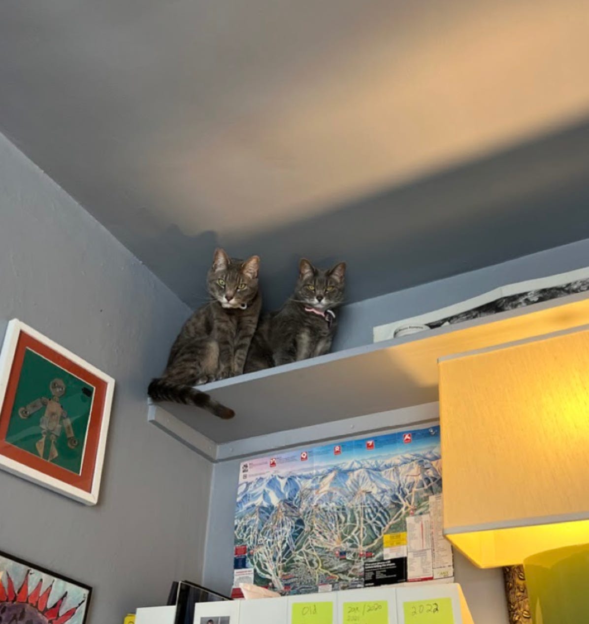 Cat destruction part 200/infinity