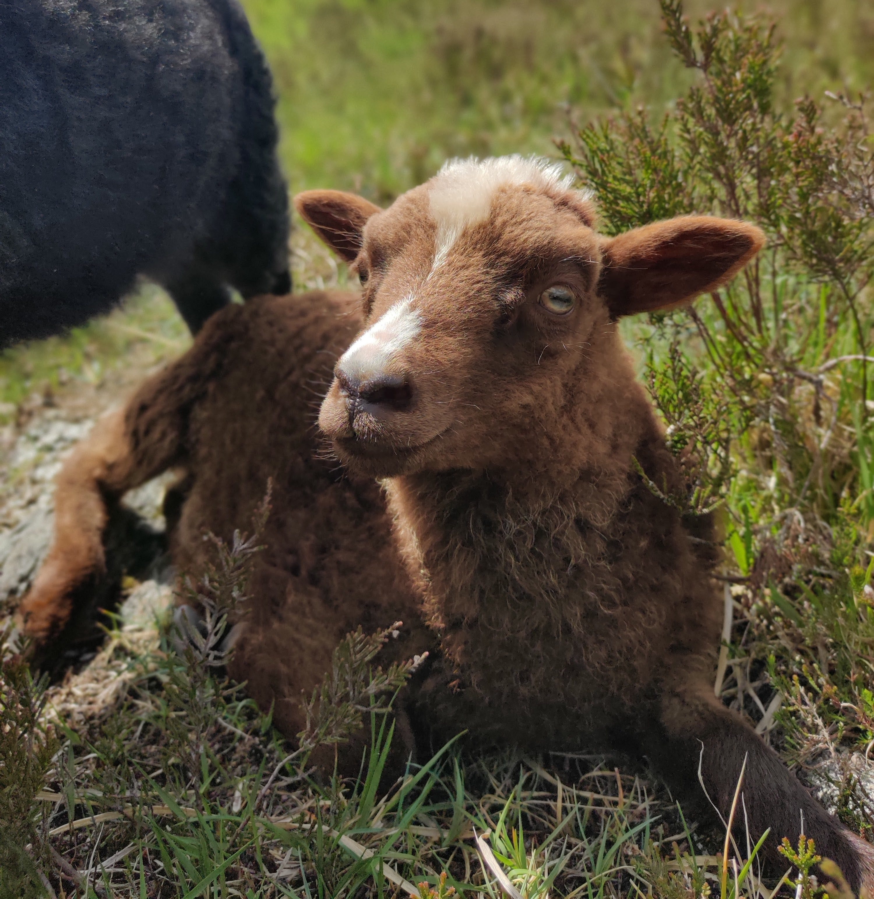 Tiny Ruby - by Carly Wright