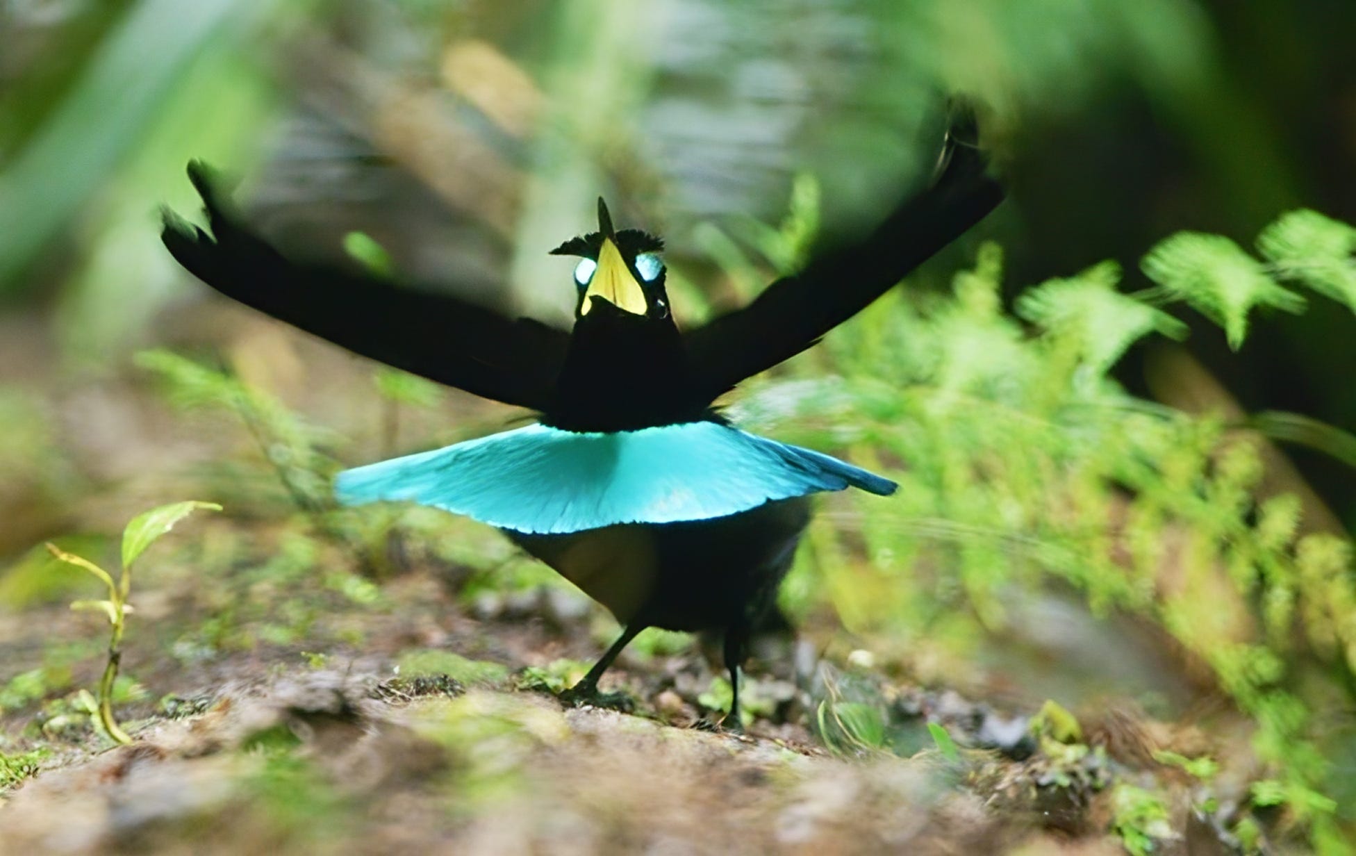 The Vogelkop, the spectacle of writing, Google Search and those pesky AI Bots