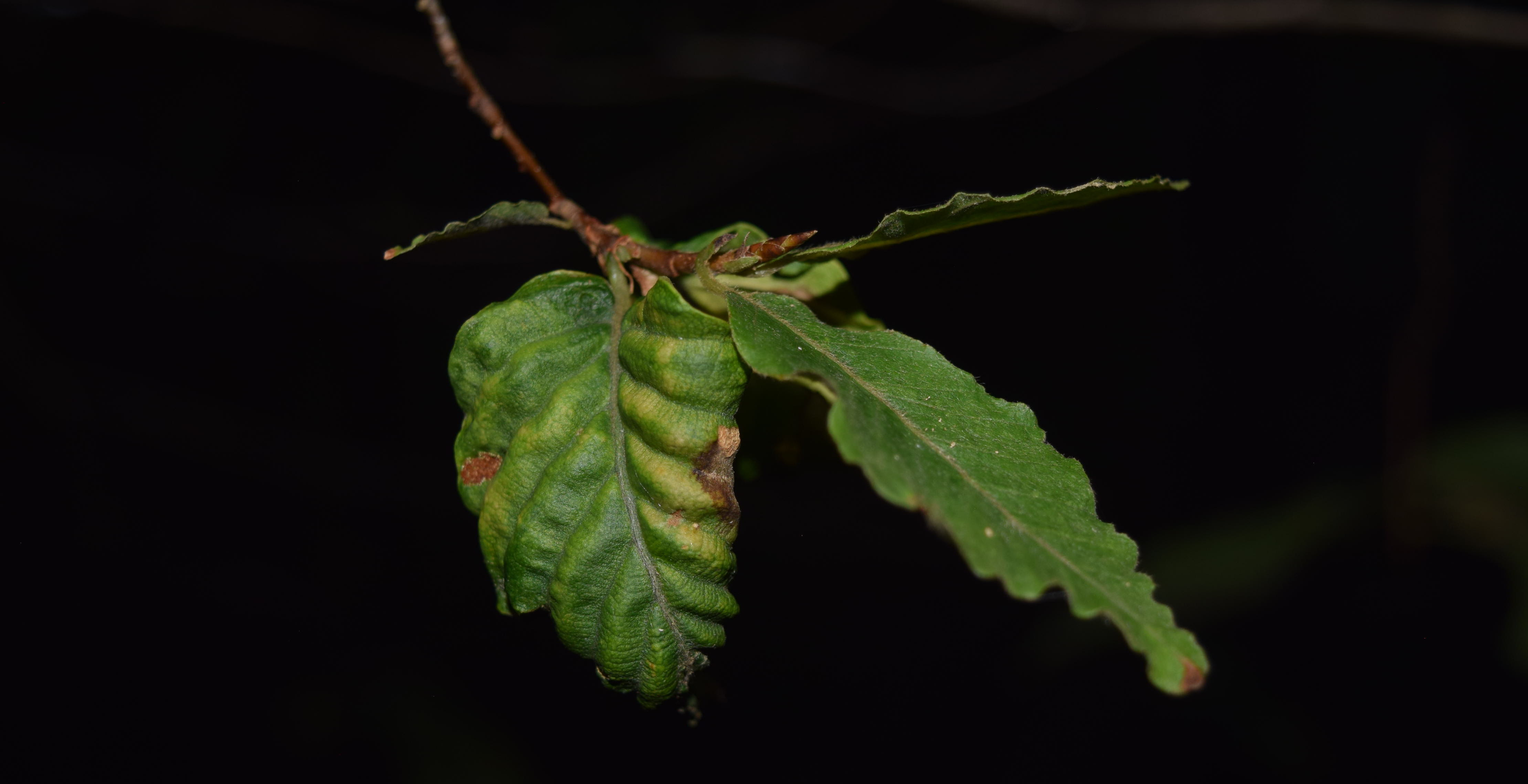 Could one of our most important trees disappear with barely a whimper?