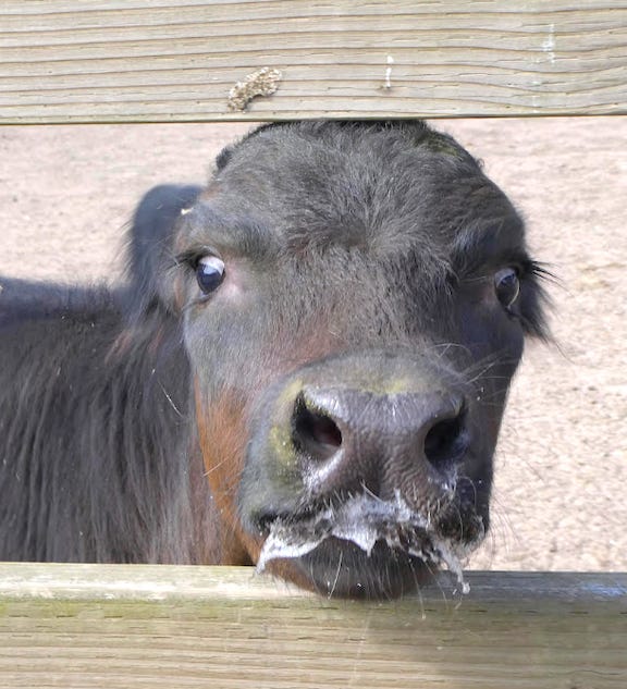 The Bull Calf I Bottle Fed - by Connie Korbel-Mickey