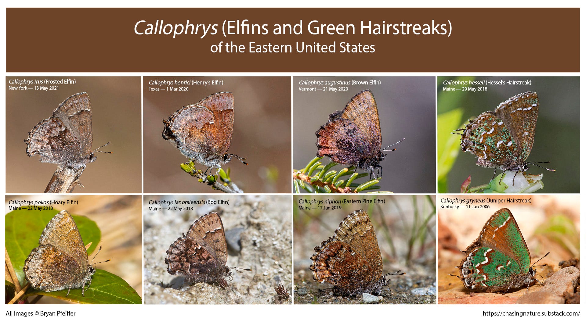 Virtue in a Little Brown Butterfly - by Bryan Pfeiffer