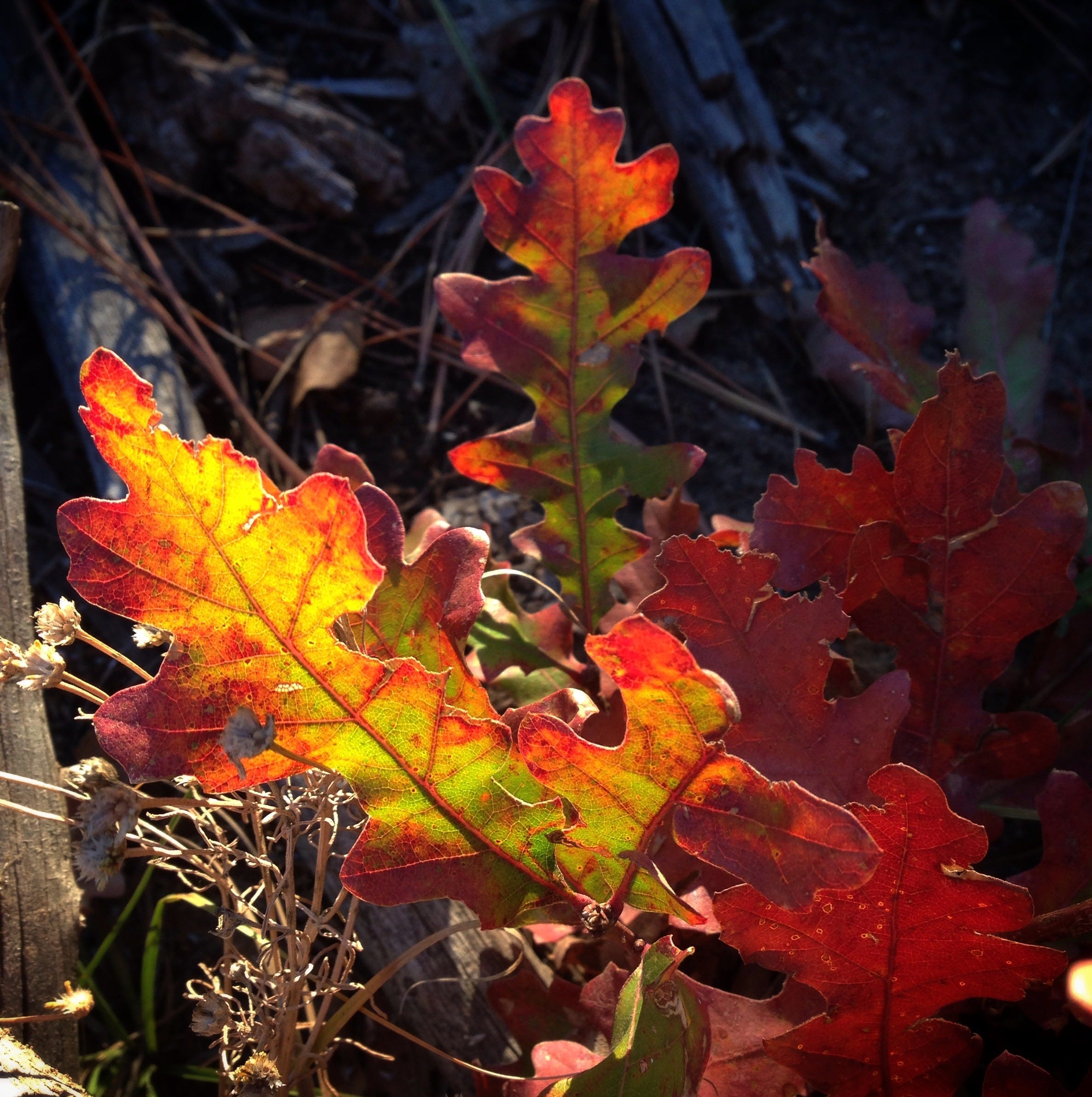 Leaves… - Papadas’s Substack