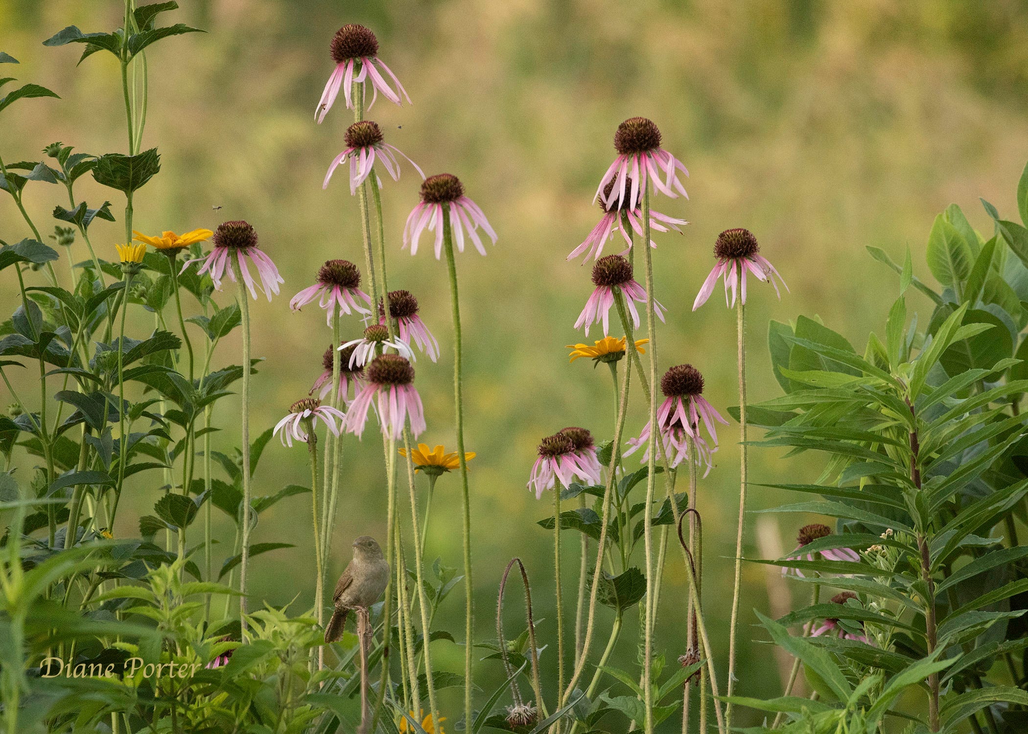 Pale Purple Coneflower - by Diane Porter - My Gaia