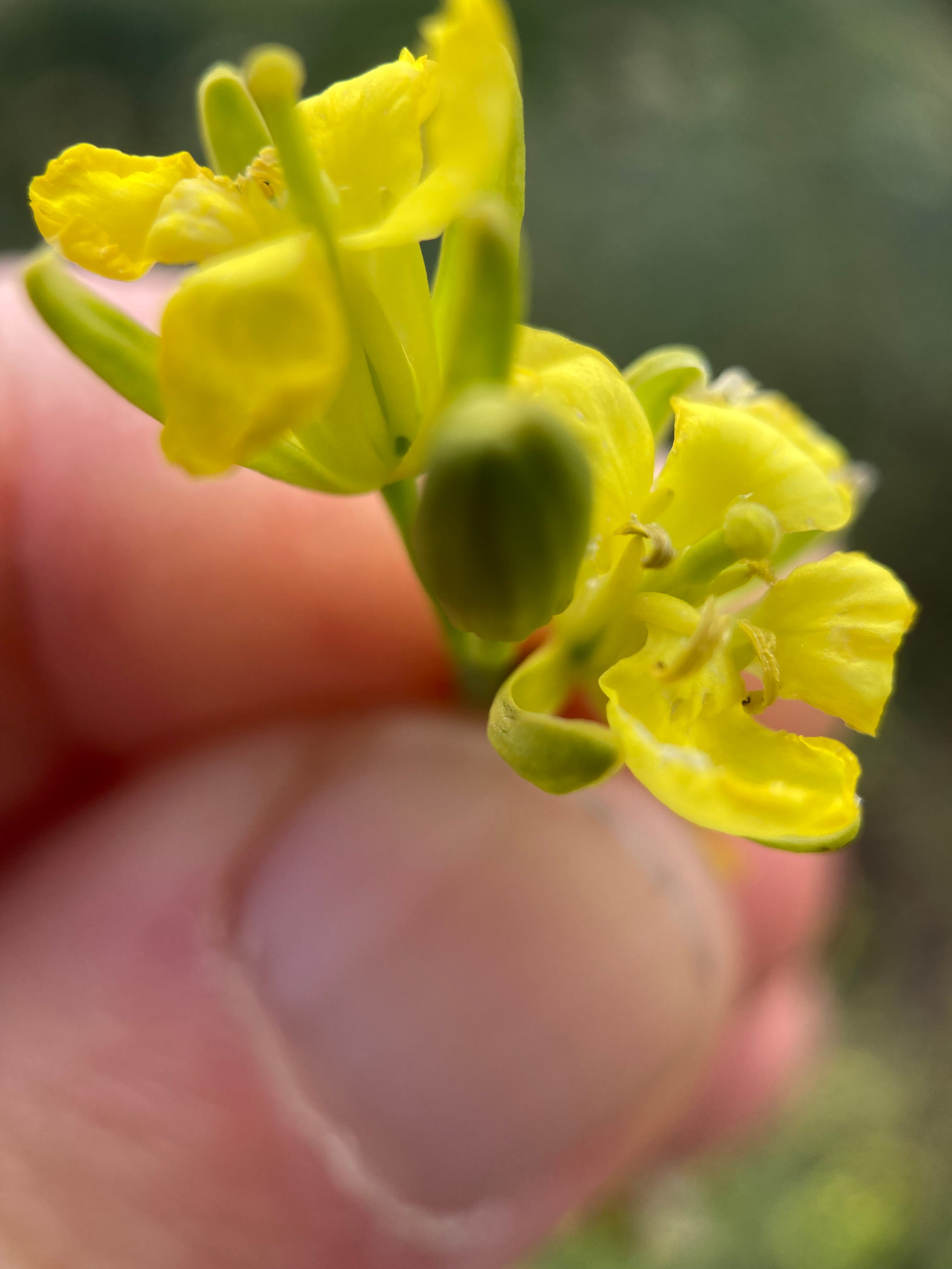 To Be a Better Bee - by Shane - Zero Input Agriculture