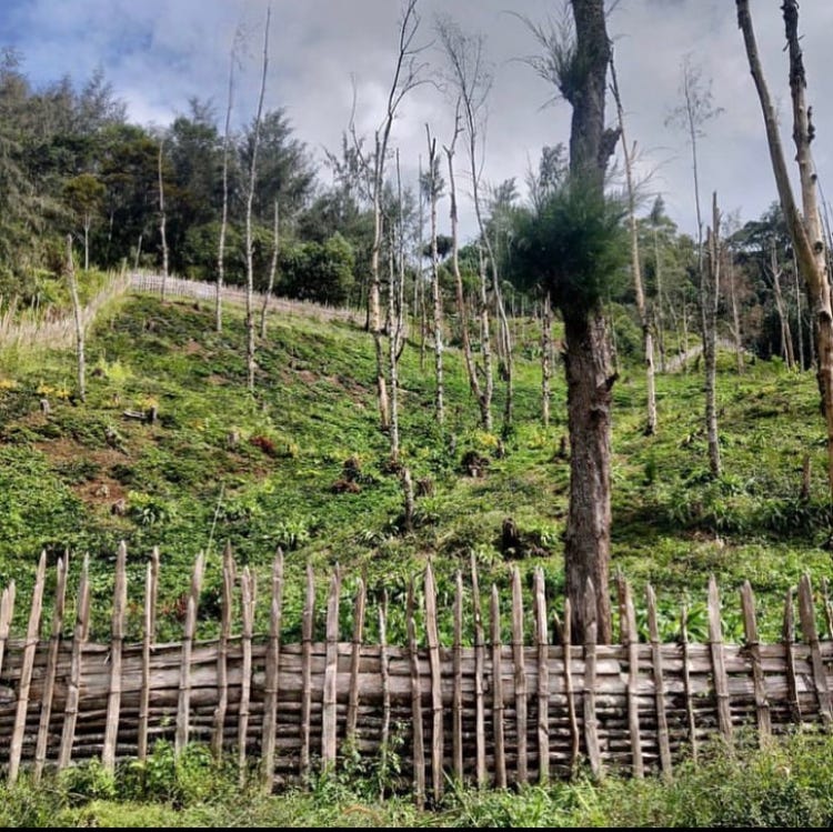 Sustainable Farming in Papua New Guinea