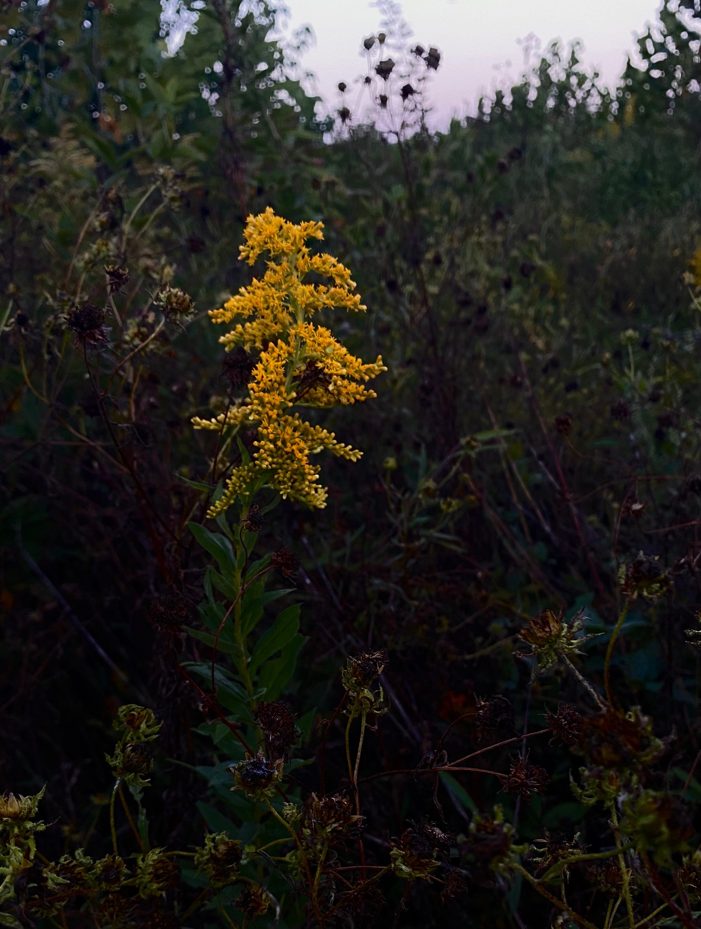 Getting to know goldenrod - by Susannah Felts