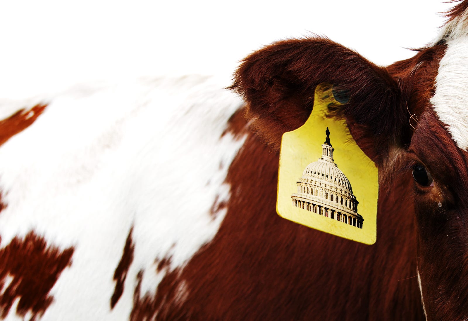 The Return of Earmarks - by James Capretta - The Bulwark