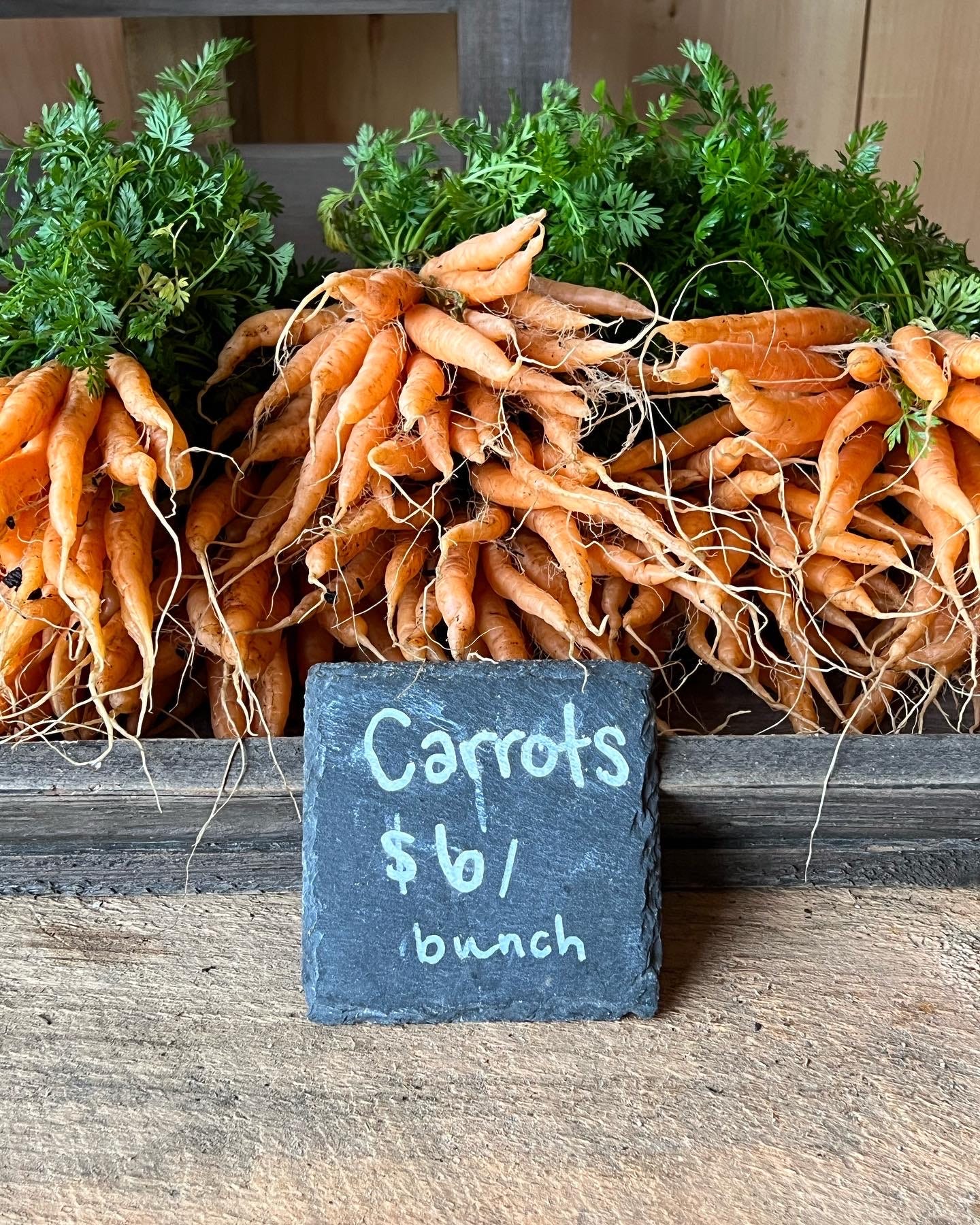 Dispatch no. 11: sort-of spring - by phoebe cole-smith