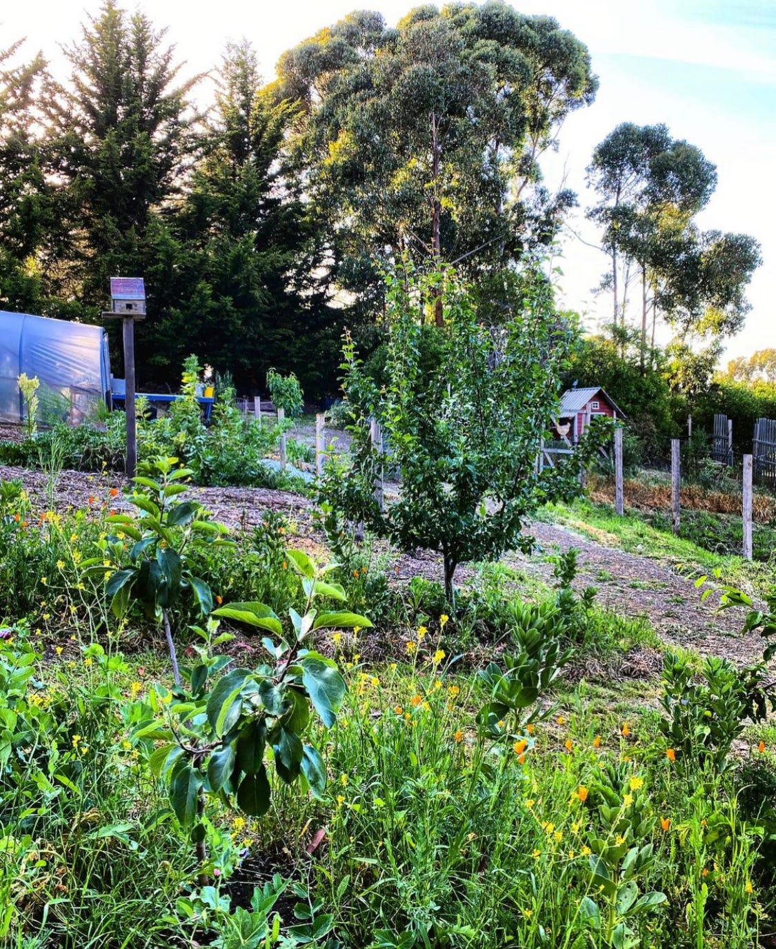 The Orchard Guide - The Garden at Moorfield