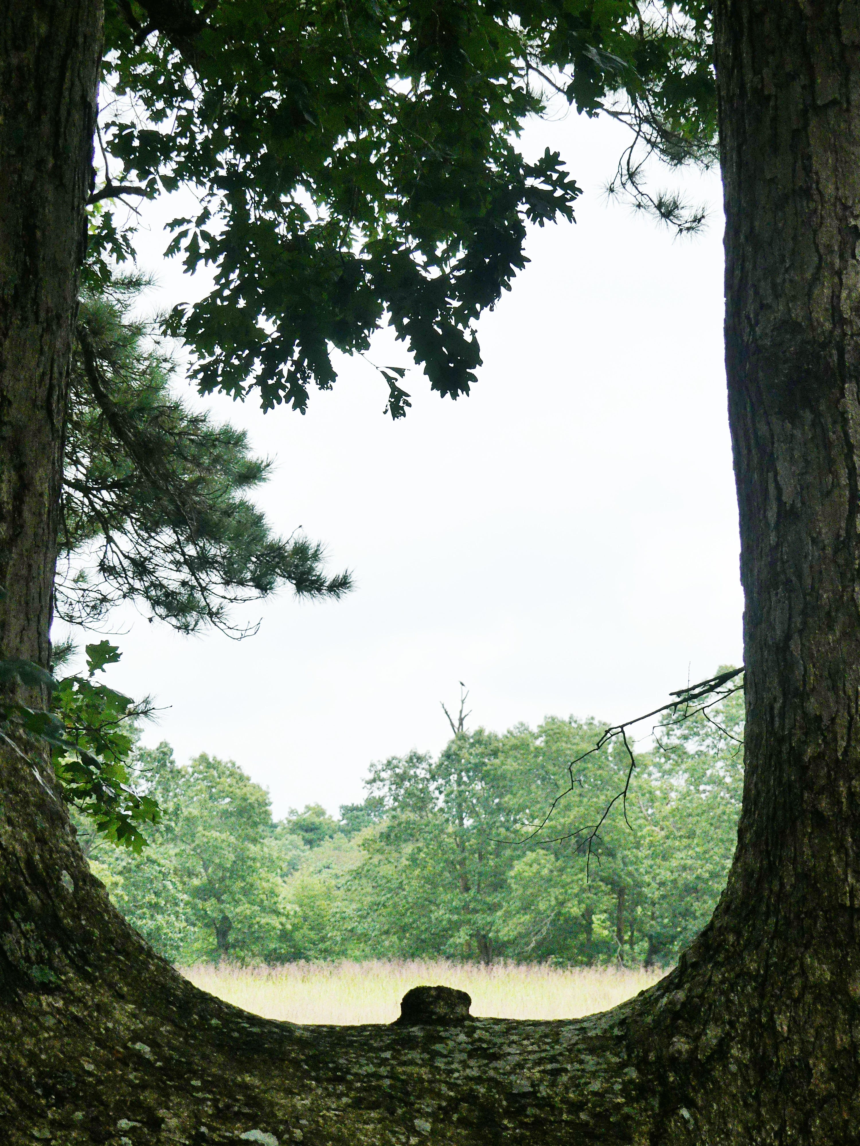 Portals and Thresholds - Wild Heart Nature Connection