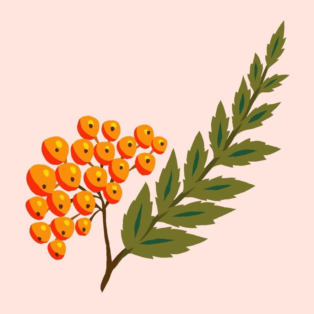 How to Draw a Simple Rowan Sprig